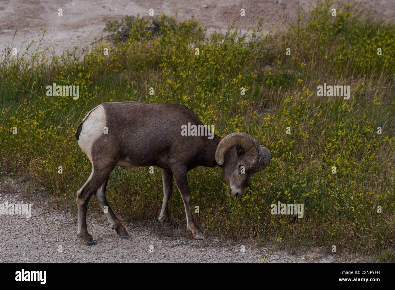 Ram goat hi-res stock photography and images - Alamy