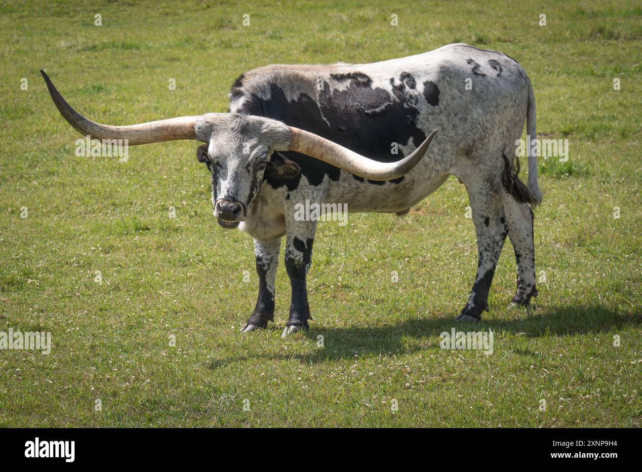 Long horn cow Stock Photo - Alamy