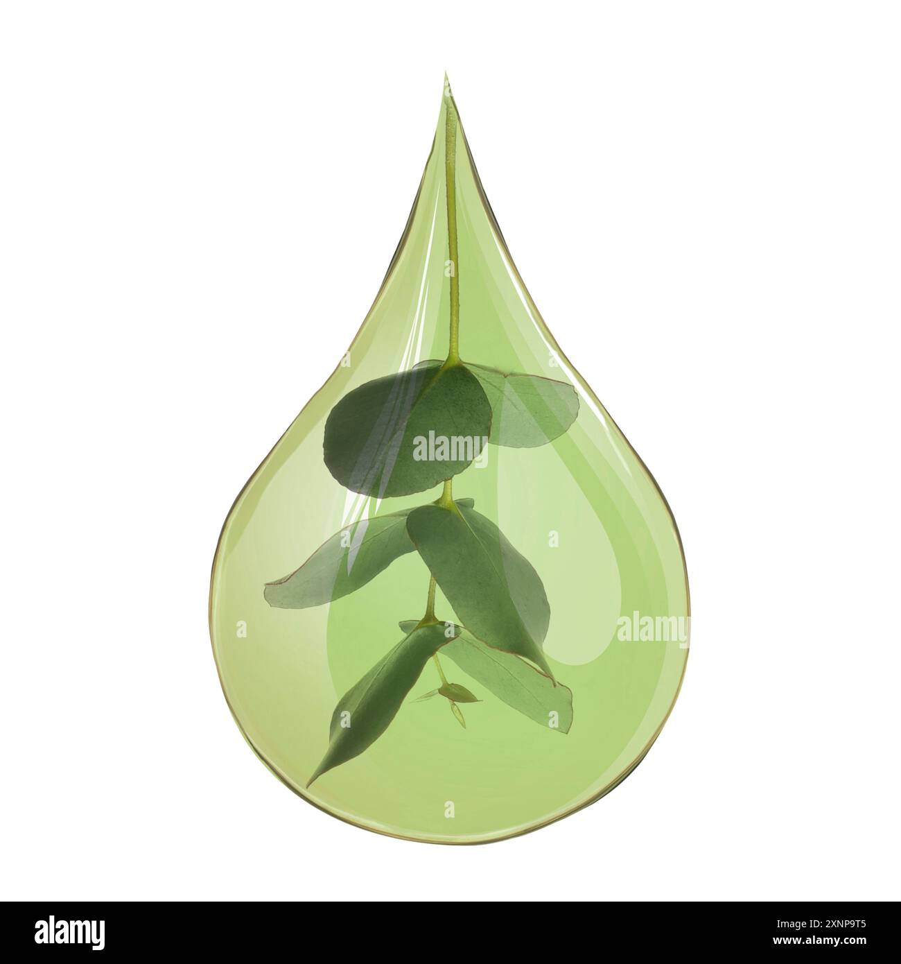 Eucalyptus oil drop with branch inside on white background Stock Photo ...