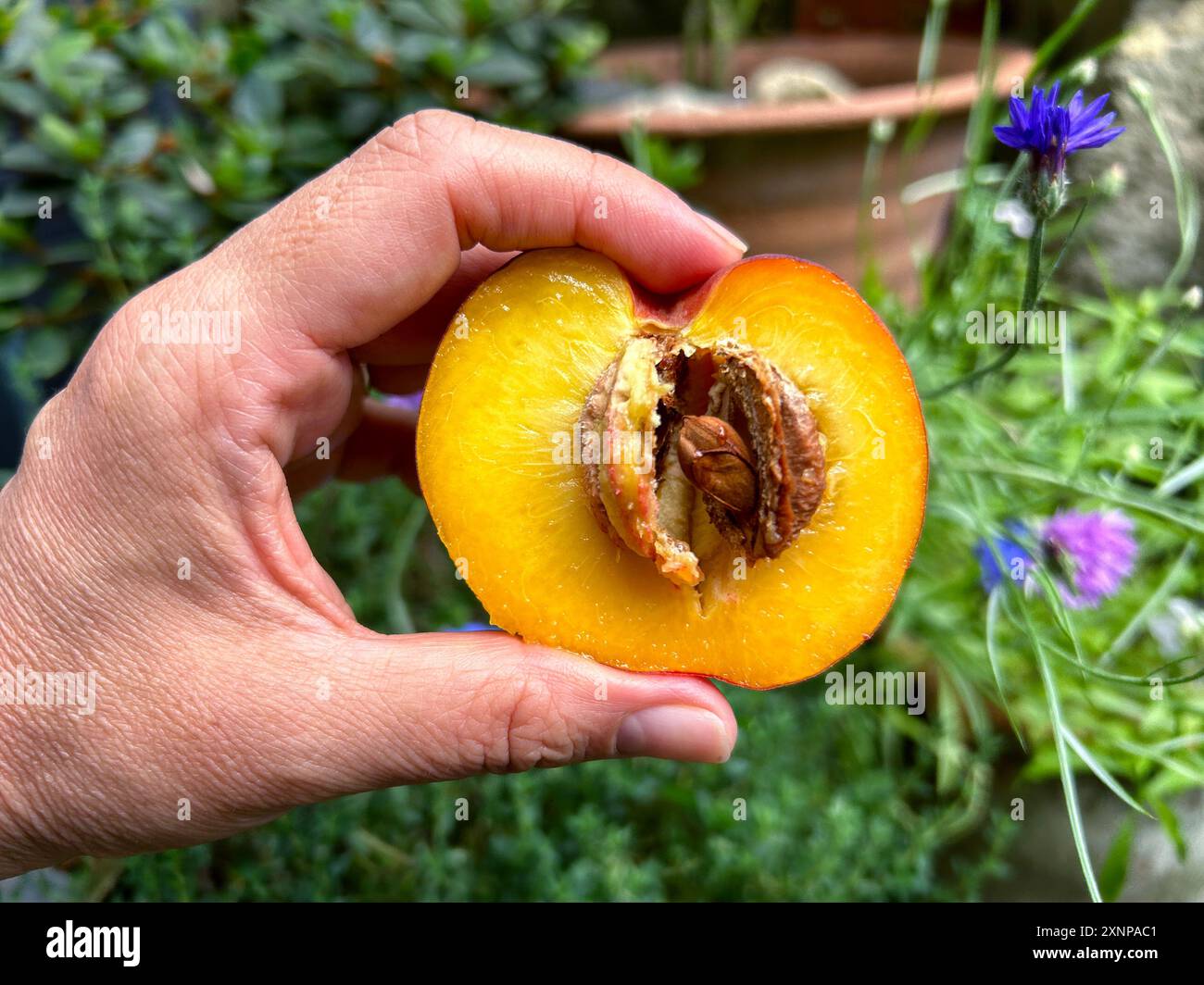 Peach seed inside of pit Stock Photo - Alamy