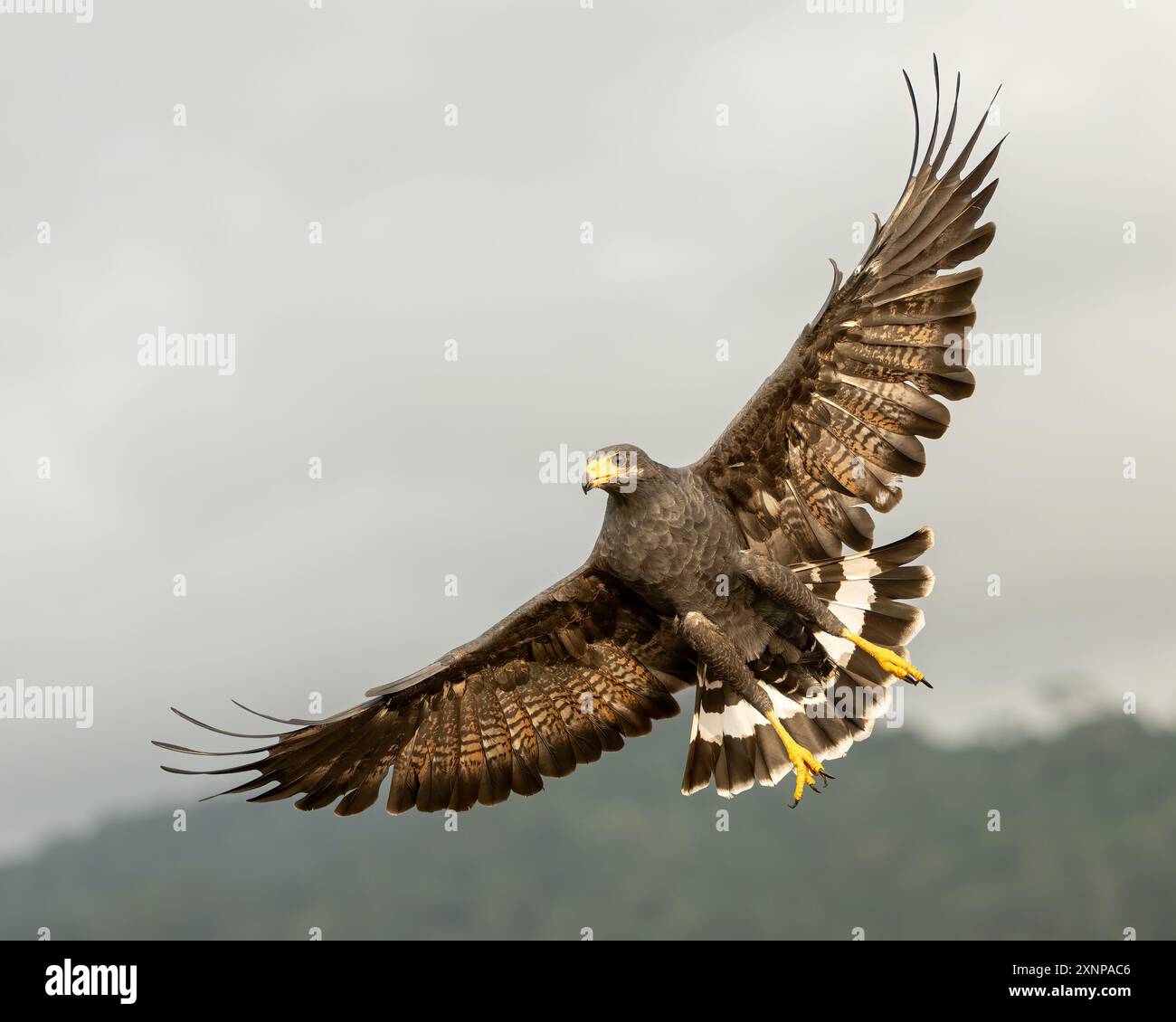 Large powerful black wings hi-res stock photography and images - Alamy