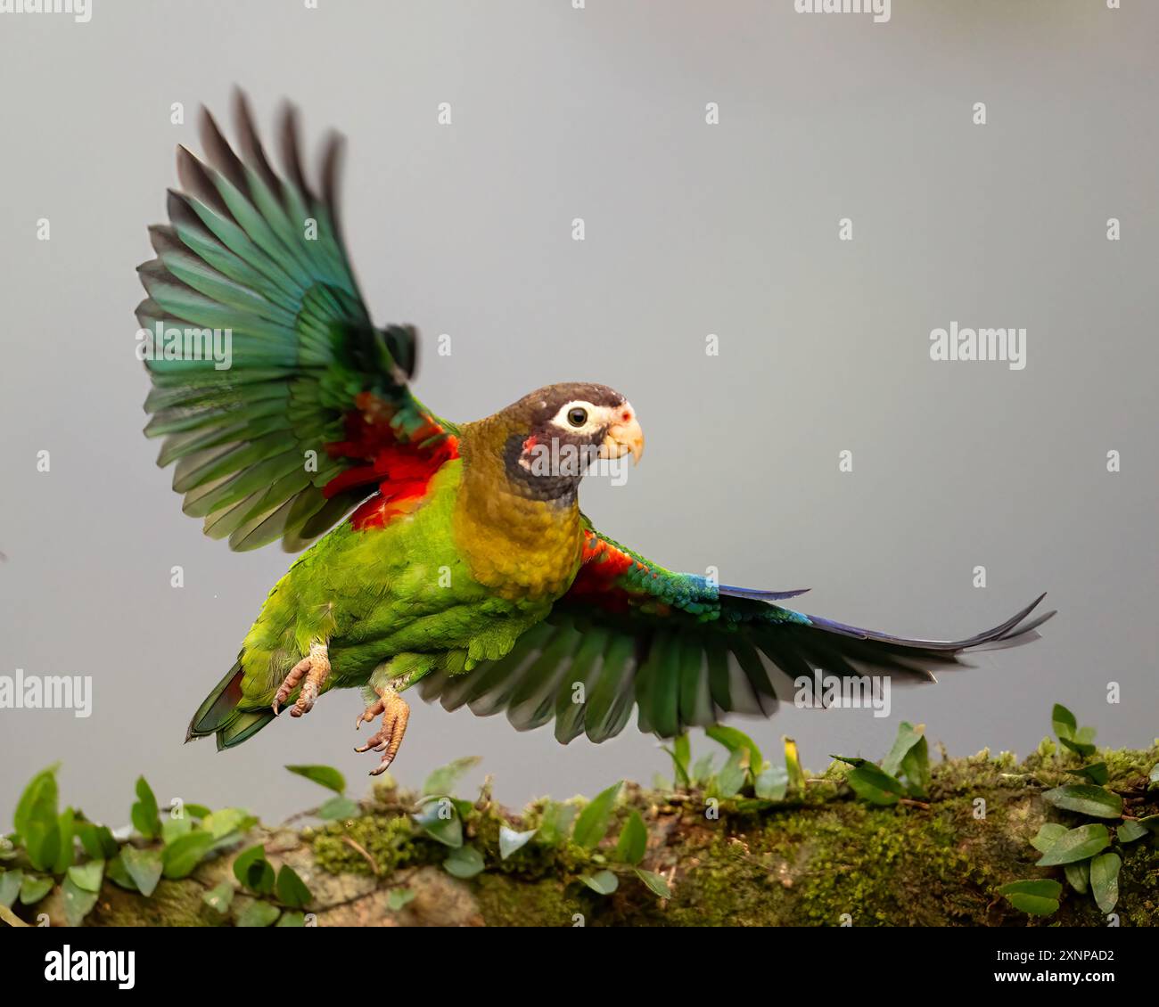 African green parrot hi-res stock photography and images - Alamy