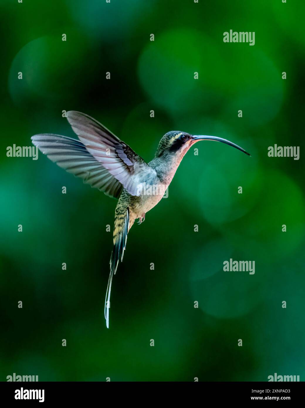 The long-billed hermit Hummingbird (Phaethornis longirostris) is a bird ...