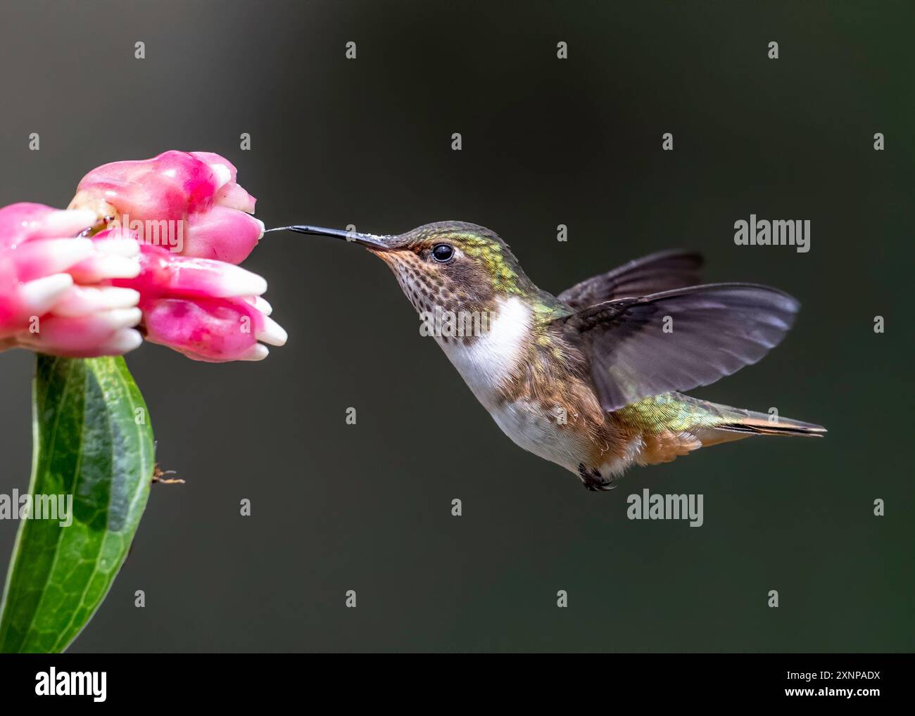 The scintillant hummingbird (Selasphorus scintilla) is a hummingbird ...
