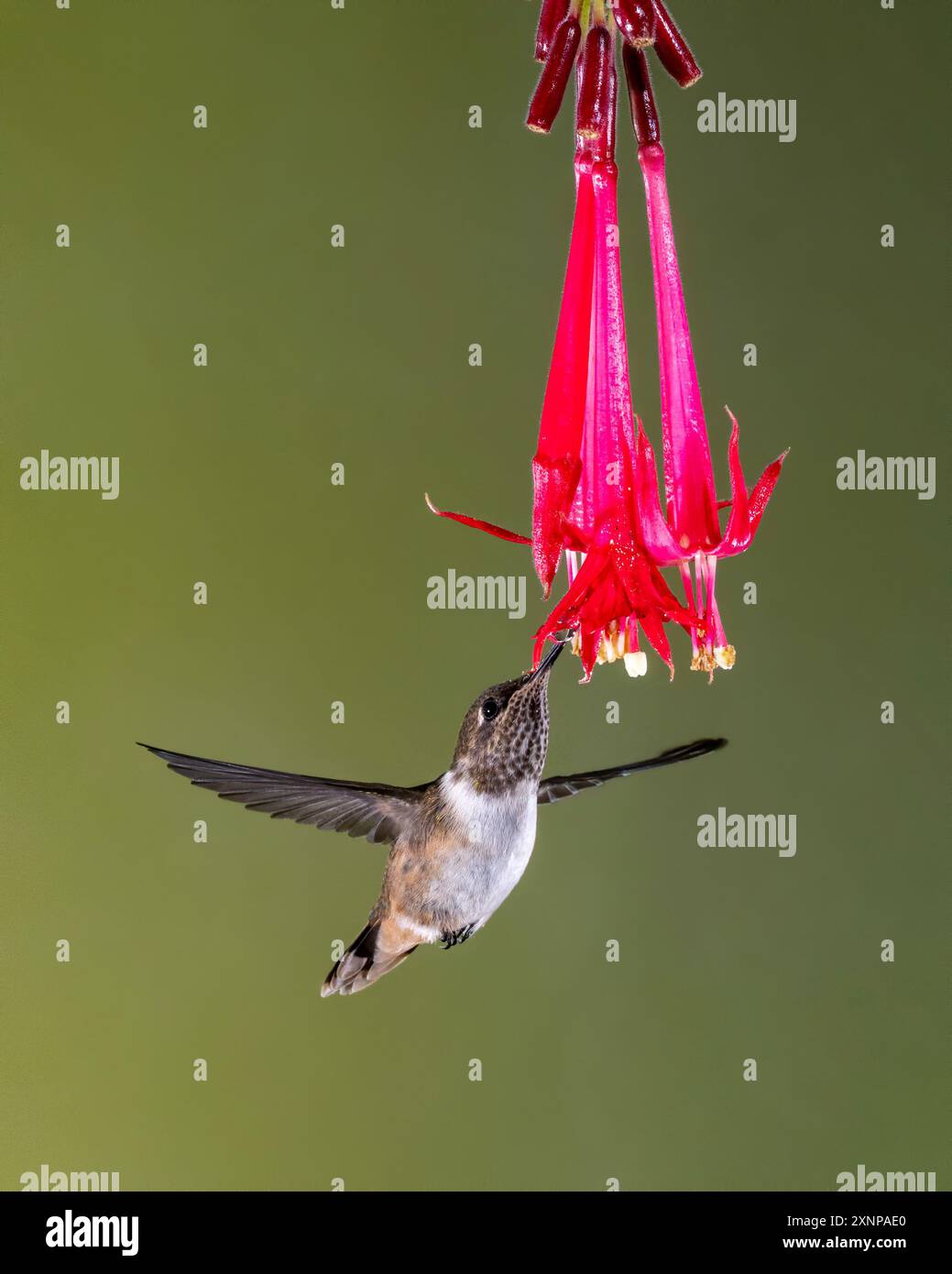 The volcano hummingbird (Selasphorus flammula) is a species of ...