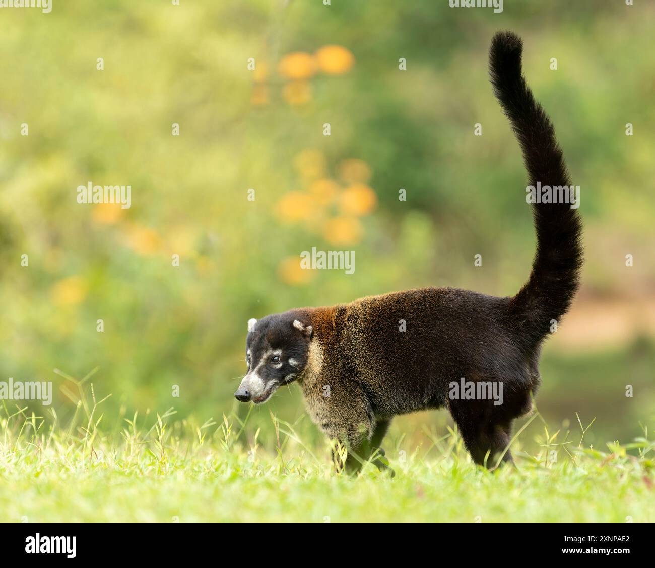 The white-nosed coati (Nasua narica), also known as the coatimundi, and ...