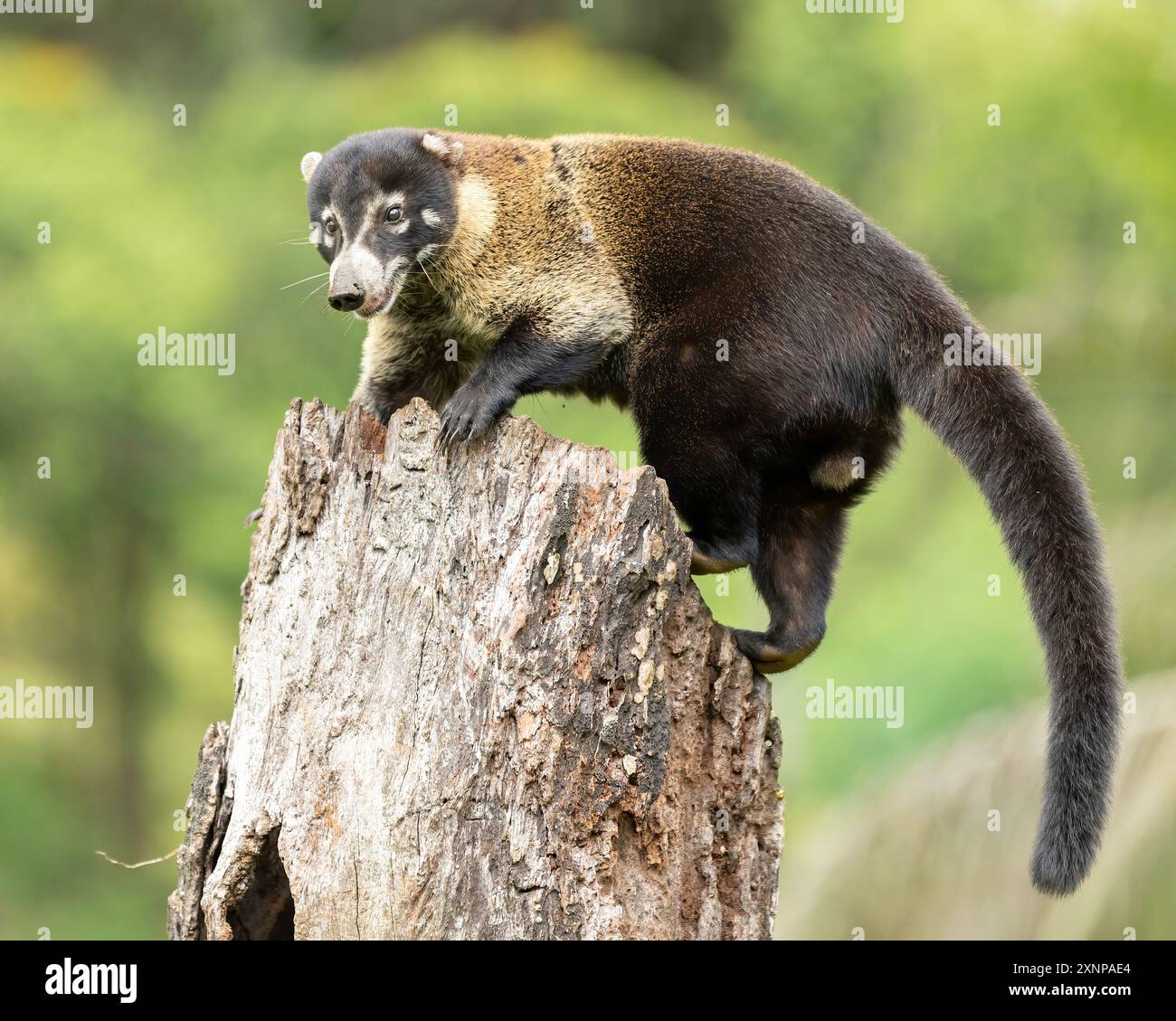 The white-nosed coati (Nasua narica), also known as the coatimundi, and ...
