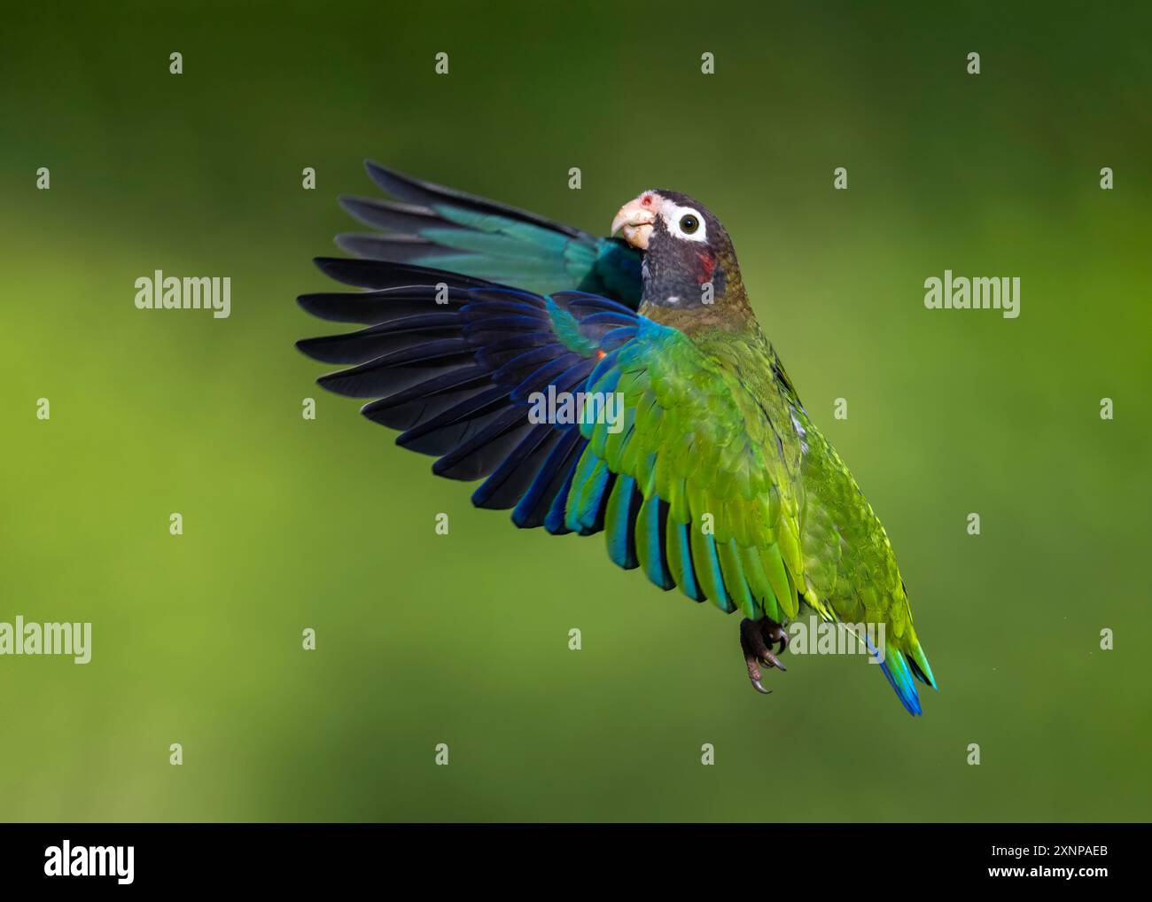 The brown-hooded parrot (Pyrilia haematotis) is a species of bird in ...