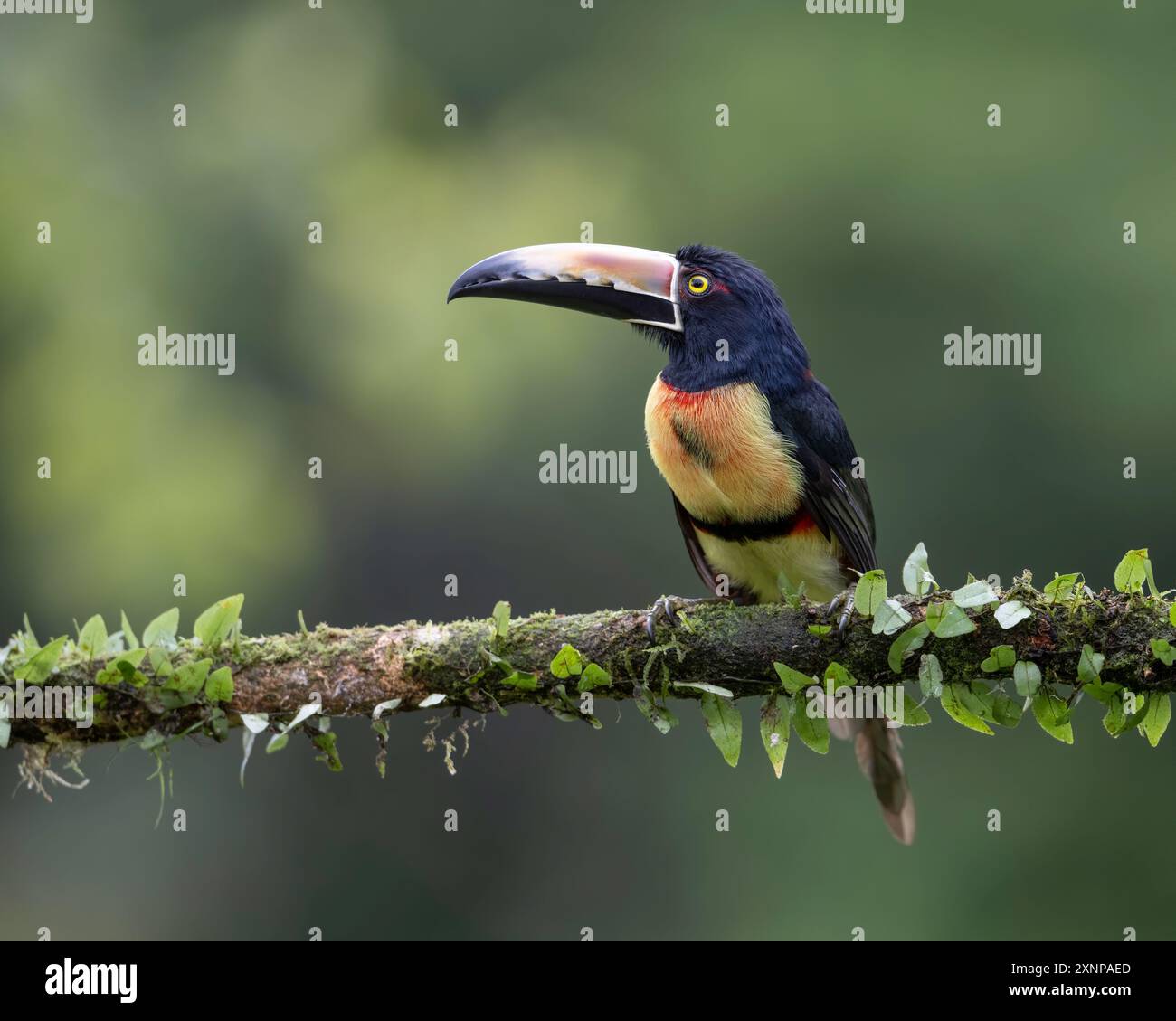 Charismatic bird species hi-res stock photography and images - Alamy