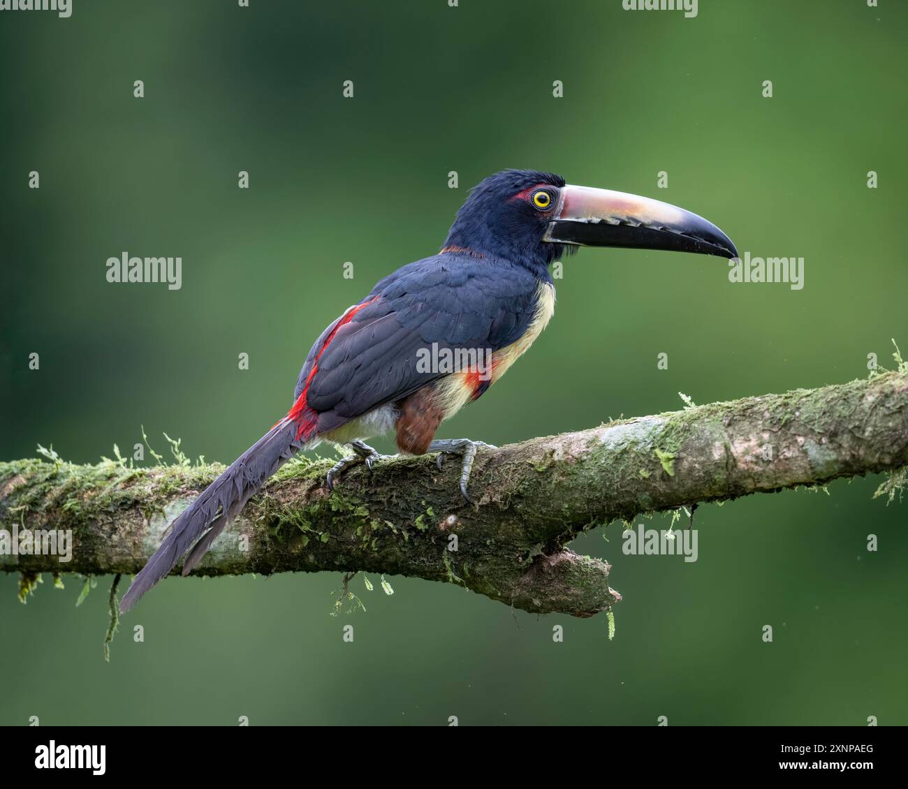 Toucan ecosystem hi-res stock photography and images - Alamy