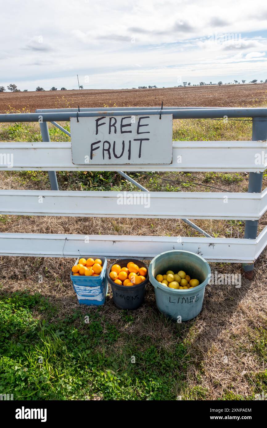 Free citrus fruit at farm front fence at Tamworth NSW Australia Stock ...