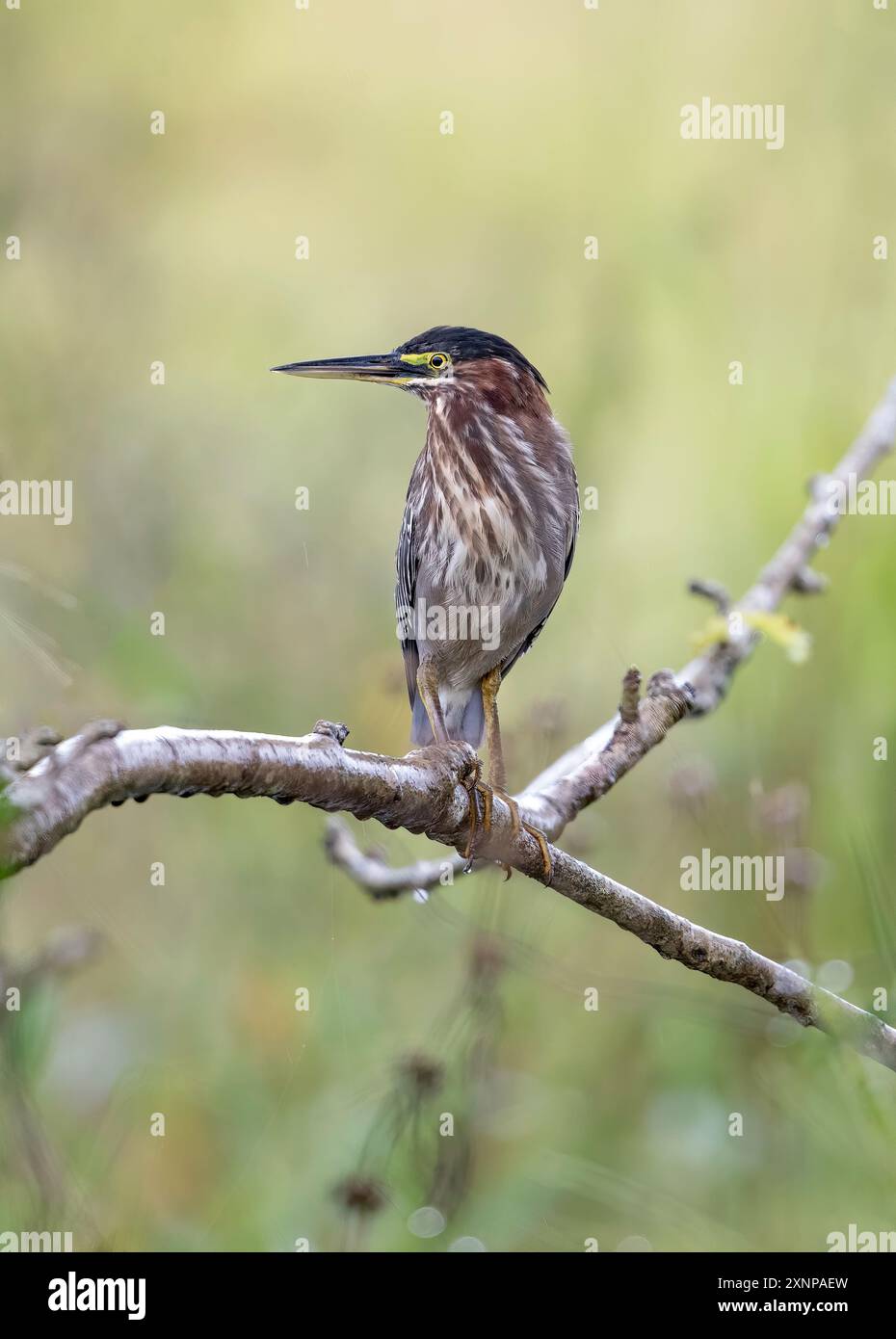 The green heron (Butorides virescens) is a small heron of North and ...