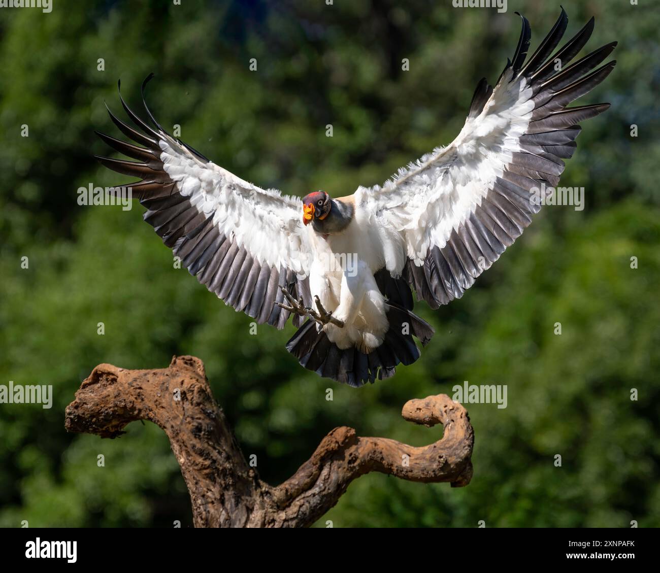 The king vulture (Sarcoramphus papa) is a large bird found in Central ...