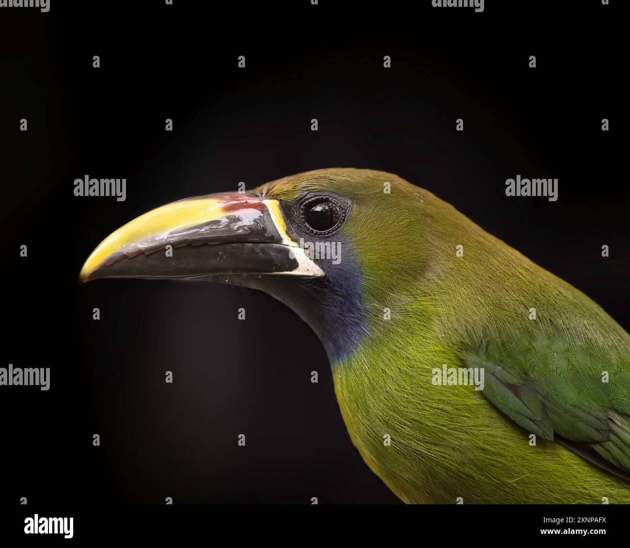 Family ramphastidae hi-res stock photography and images - Alamy