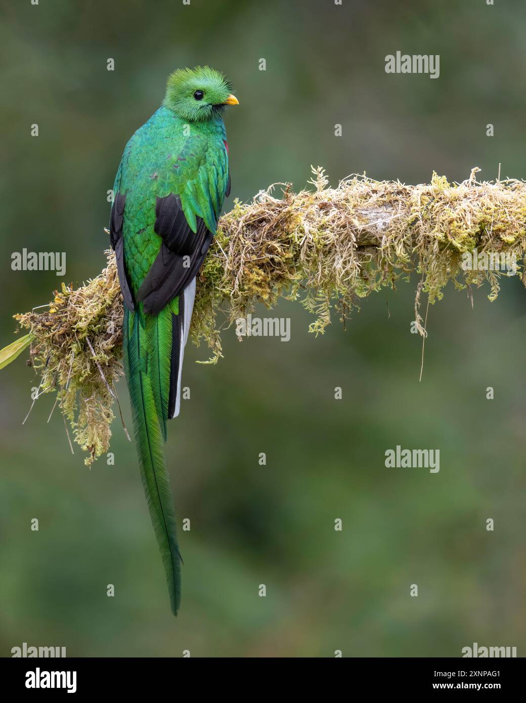 Quetzal bird habitat hi-res stock photography and images - Alamy