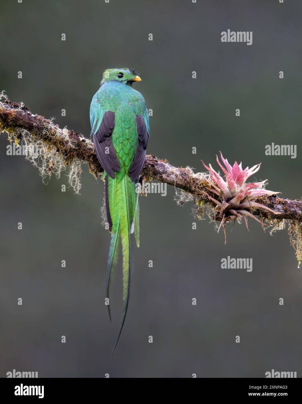 Resplendent bird in flight hi-res stock photography and images - Alamy