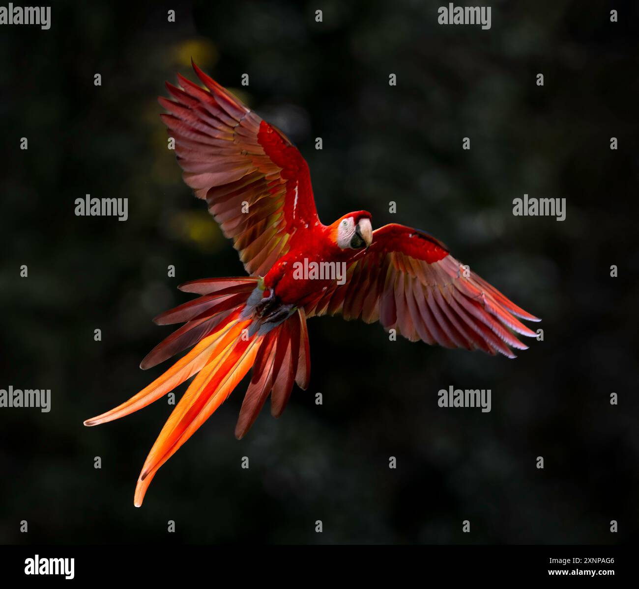 The scarlet macaw (Ara macao) is a large yellow, red and blue ...