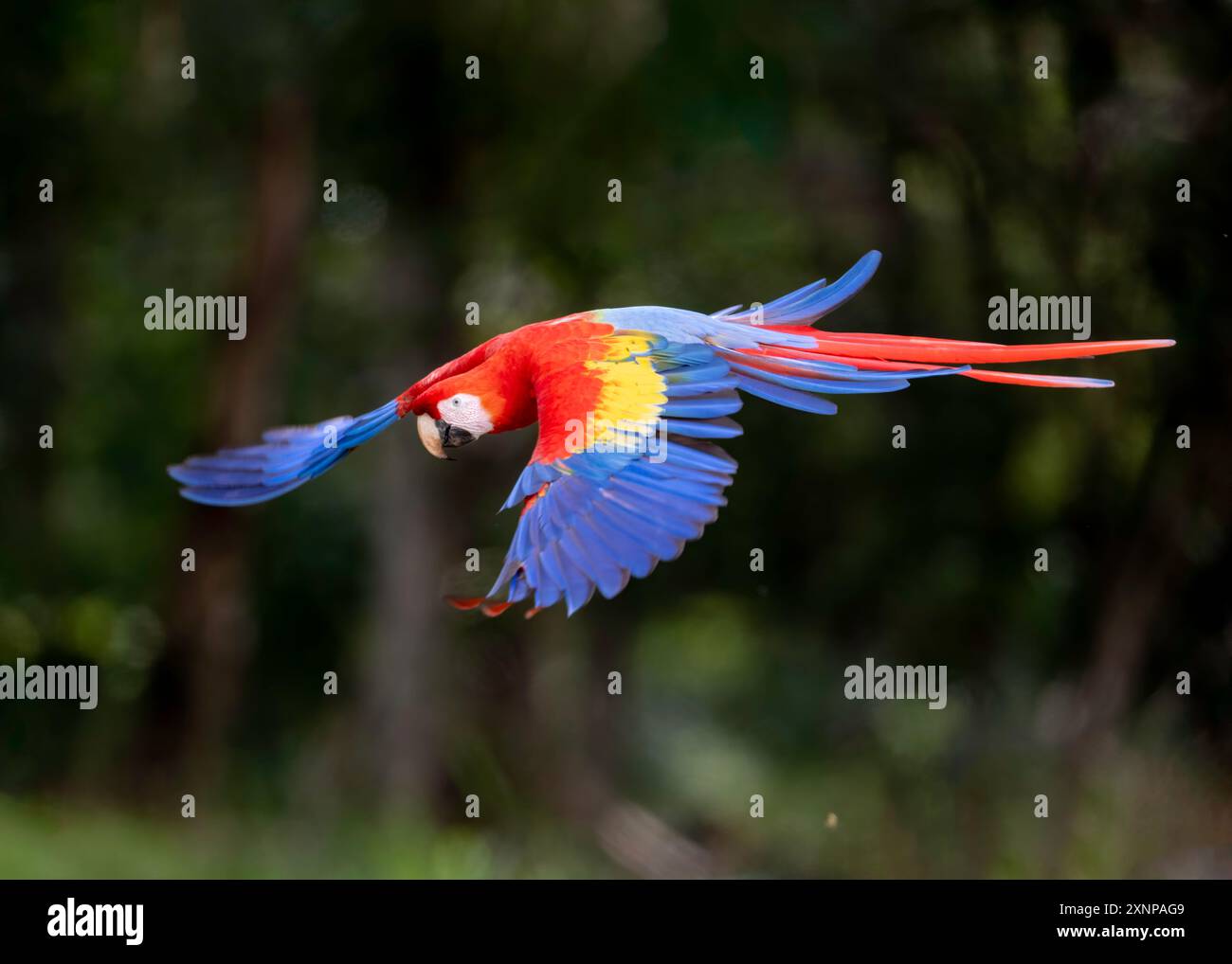 The scarlet macaw (Ara macao) is a large yellow, red and blue ...