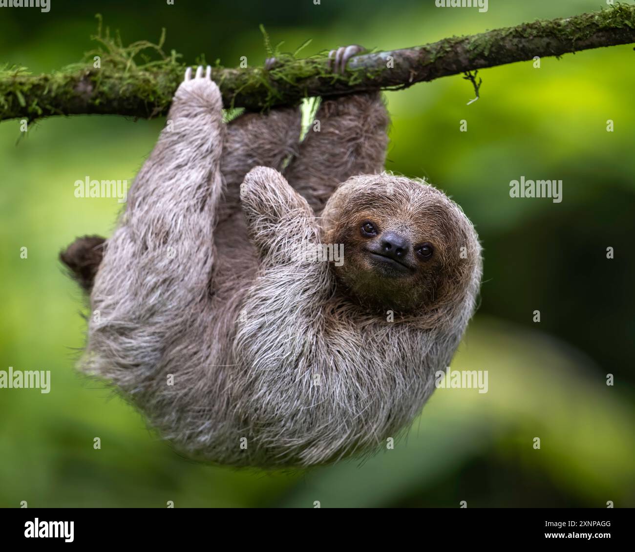 The three-toed or three-fingered sloths (Bradypus) are arboreal ...
