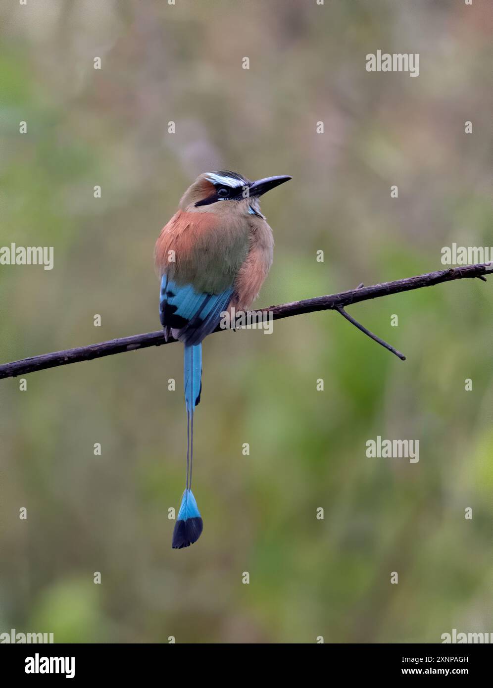 Yucatan eumomota superciliosa hi-res stock photography and images - Alamy