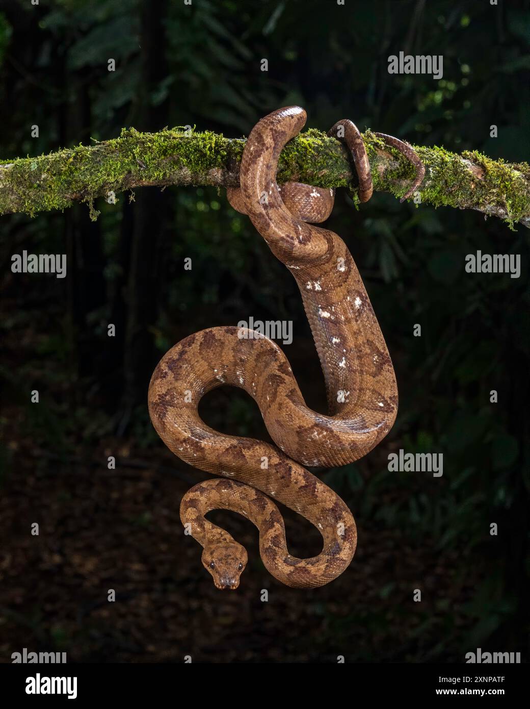 The annulated Tree Boa (Corallus annulatus) is a large arboreal species ...