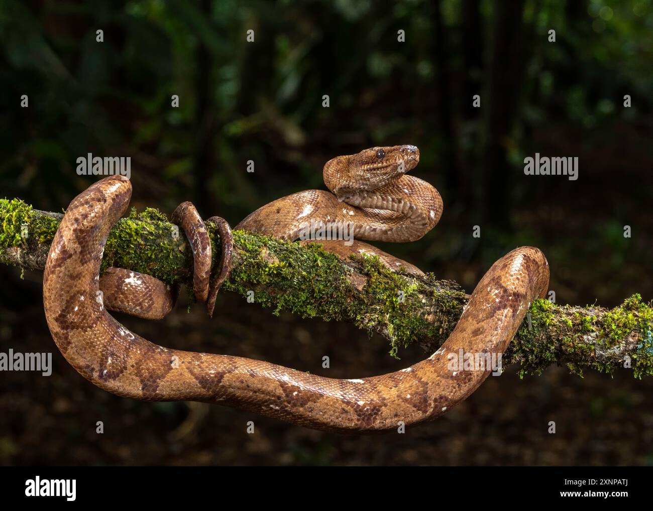 The annulated Tree Boa (Corallus annulatus) is a large arboreal species ...