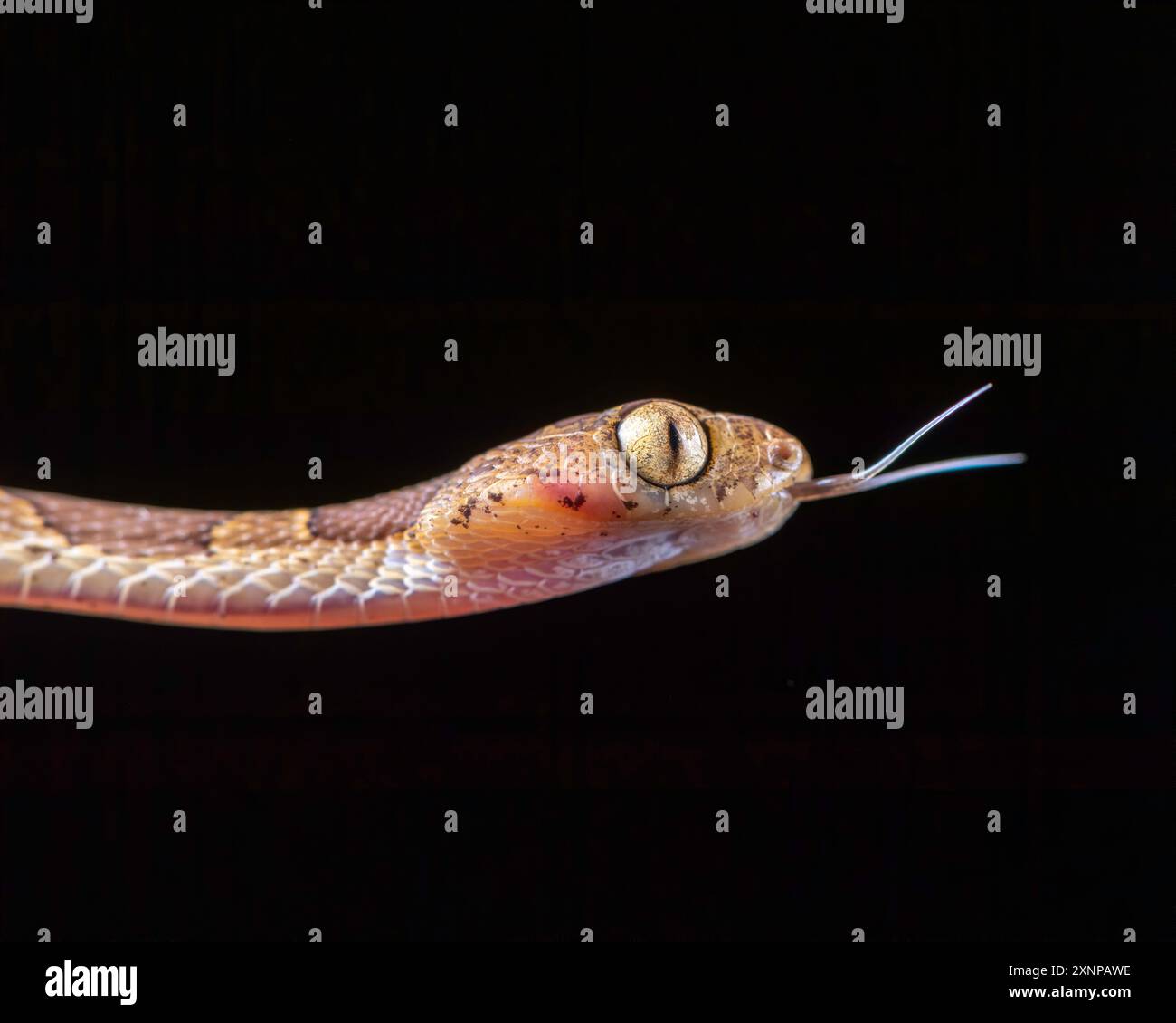 Blonde Head Snake (mantodes cenchoa) or blunthead tree snake ...