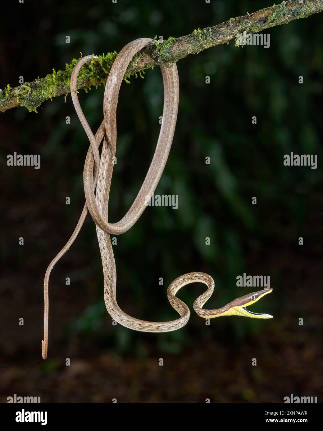 Brown Vine Snake Oxybelis aeneus) or Mexican vine snake is a species of ...