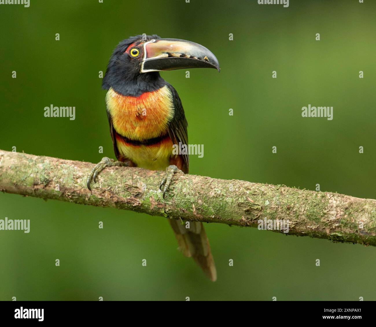 Flock of rainforest toucan hi-res stock photography and images - Alamy