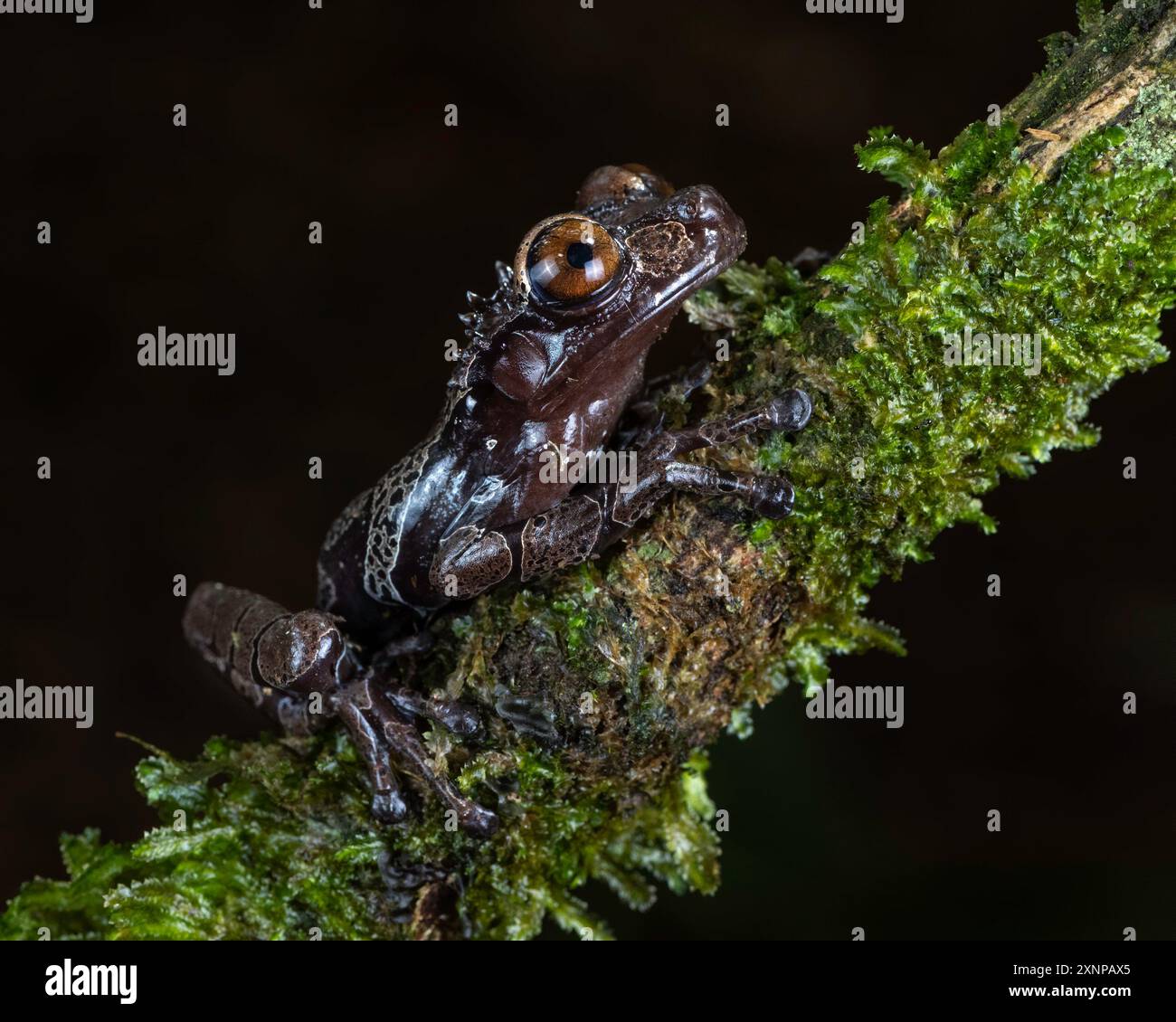 Coronated tree frog (Anotheca spinosa), also called the spiny-headed ...