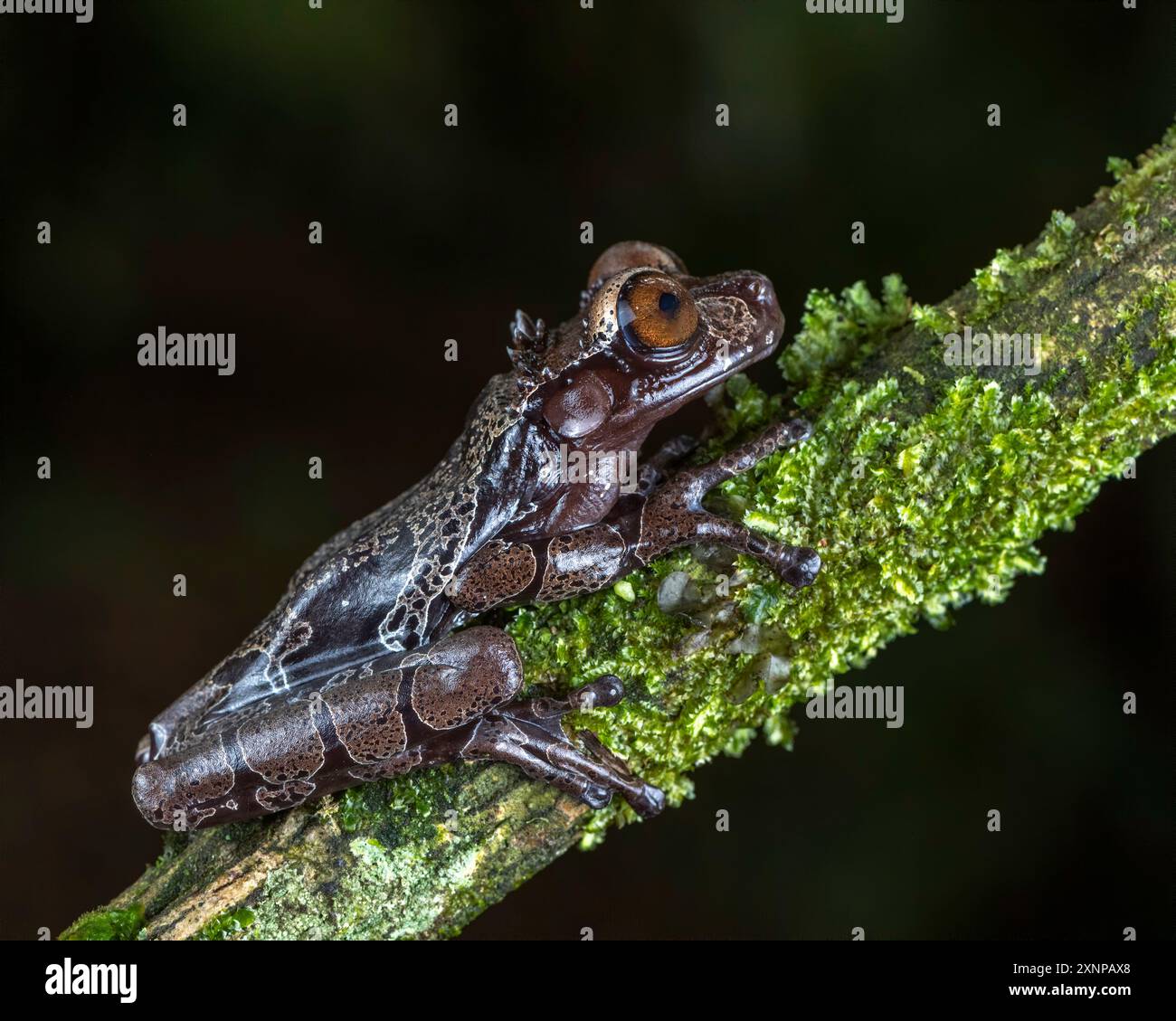 Coronated tree frog hi-res stock photography and images - Alamy