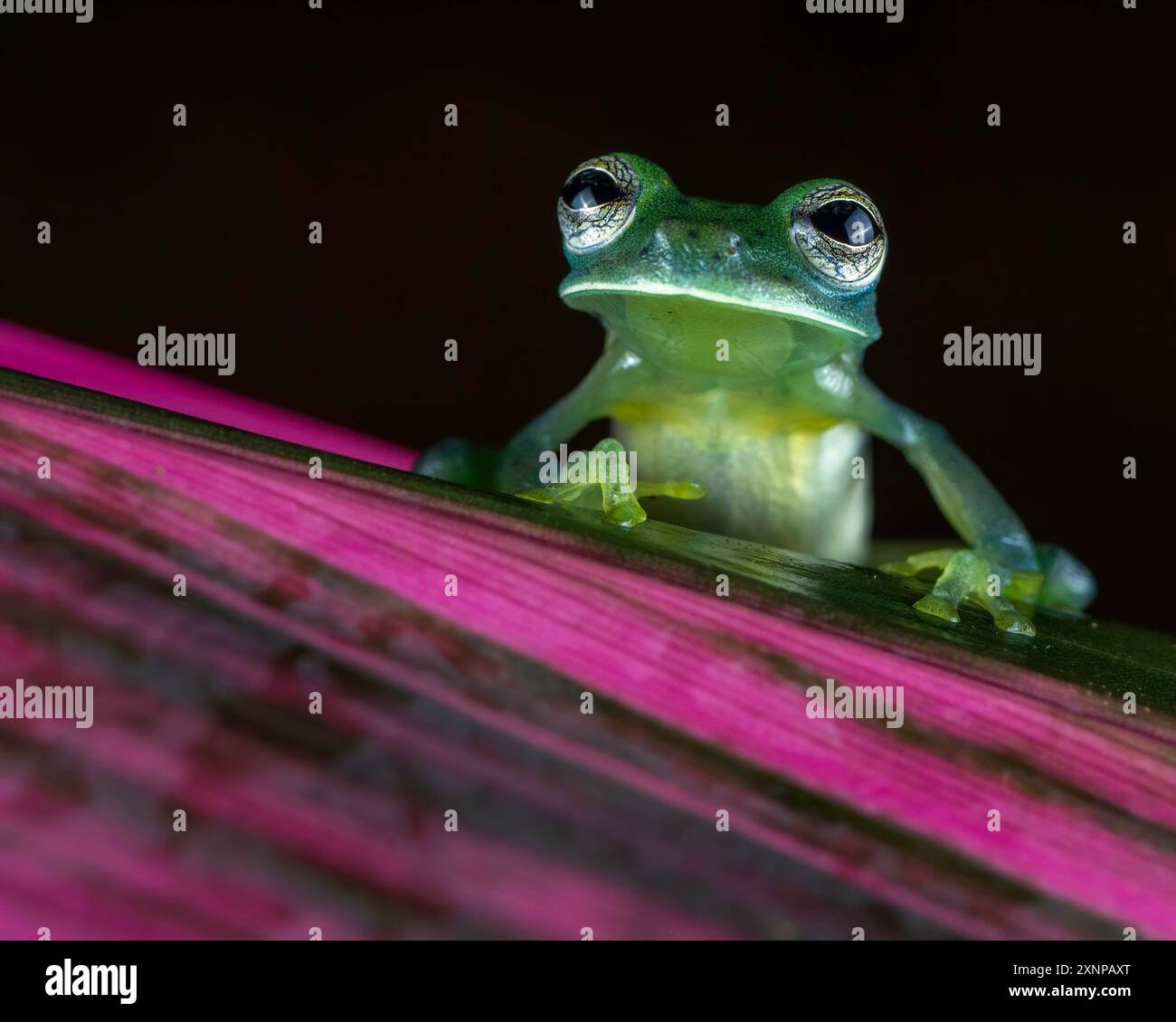 Emerald frog hi-res stock photography and images - Alamy