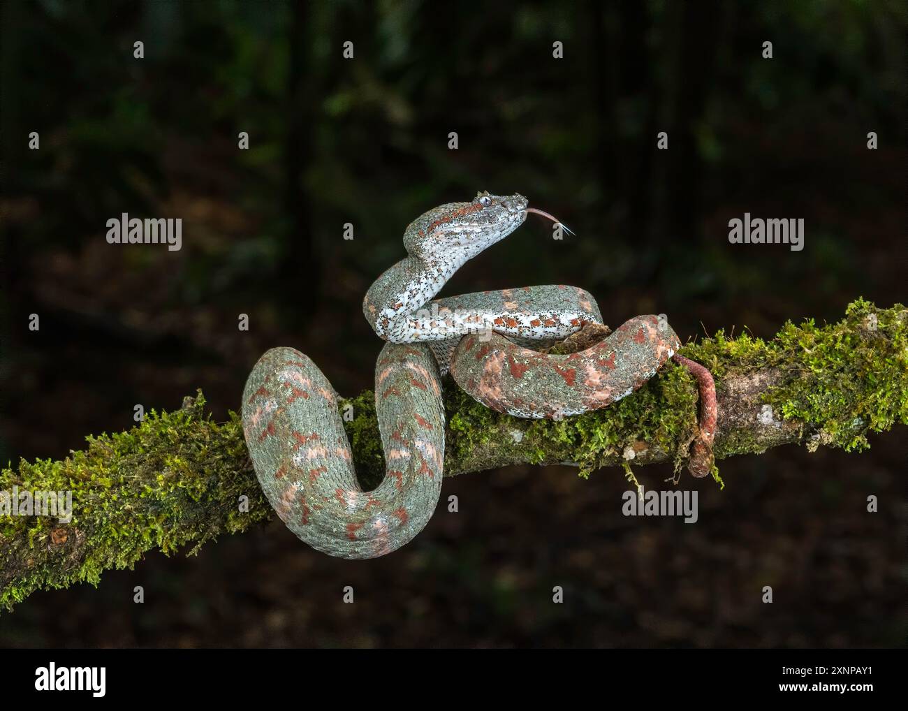 Pink Morph eyelash viper or the eyelash pit viper (Bothriechis ...