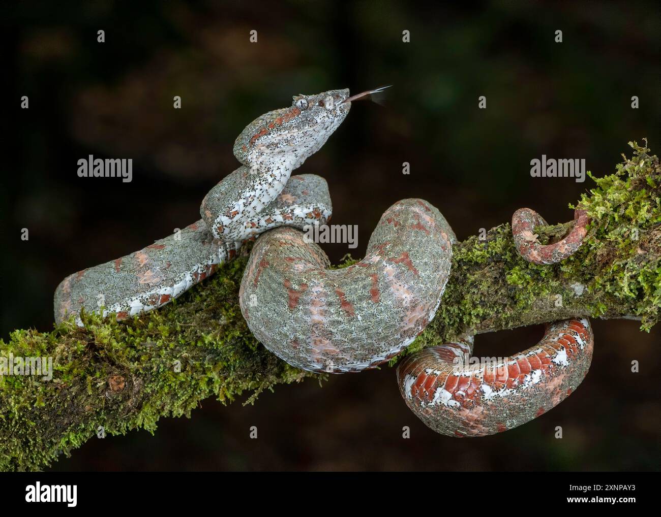 Bothriechis schlegelii species hi-res stock photography and images - Alamy