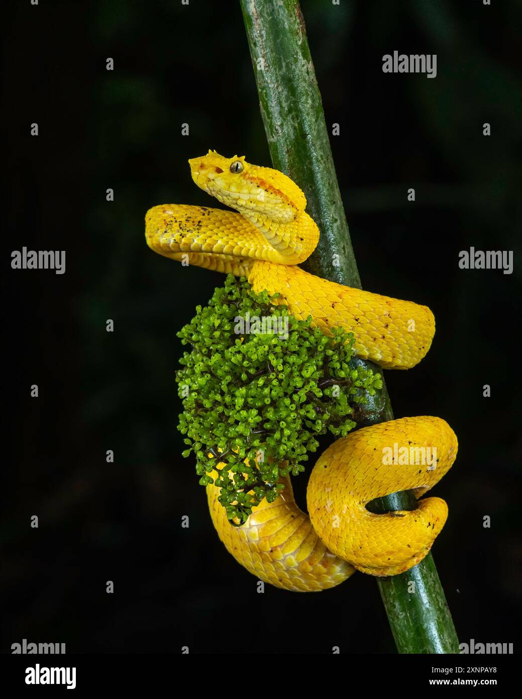 Eyelash pit viper (Bothriechis schlegelii) yellow morph, Costa Rica ...