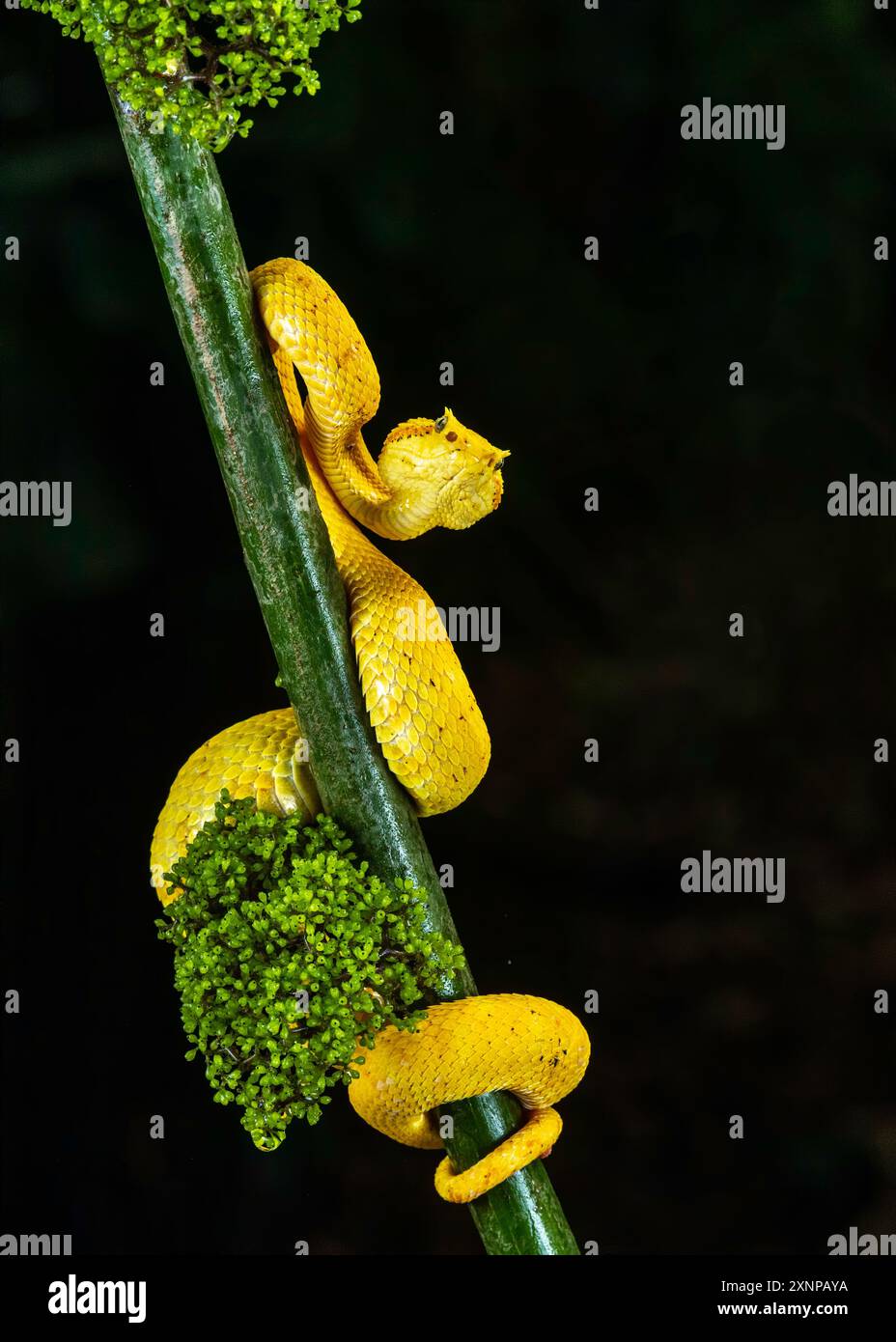 Eyelash pit viper (Bothriechis schlegelii) yellow morph, Costa Rica ...