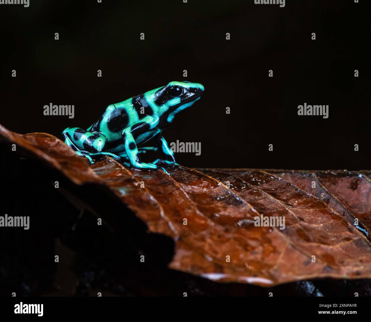 The green-and-black poison dart frog (Dendrobates auratus), also known ...