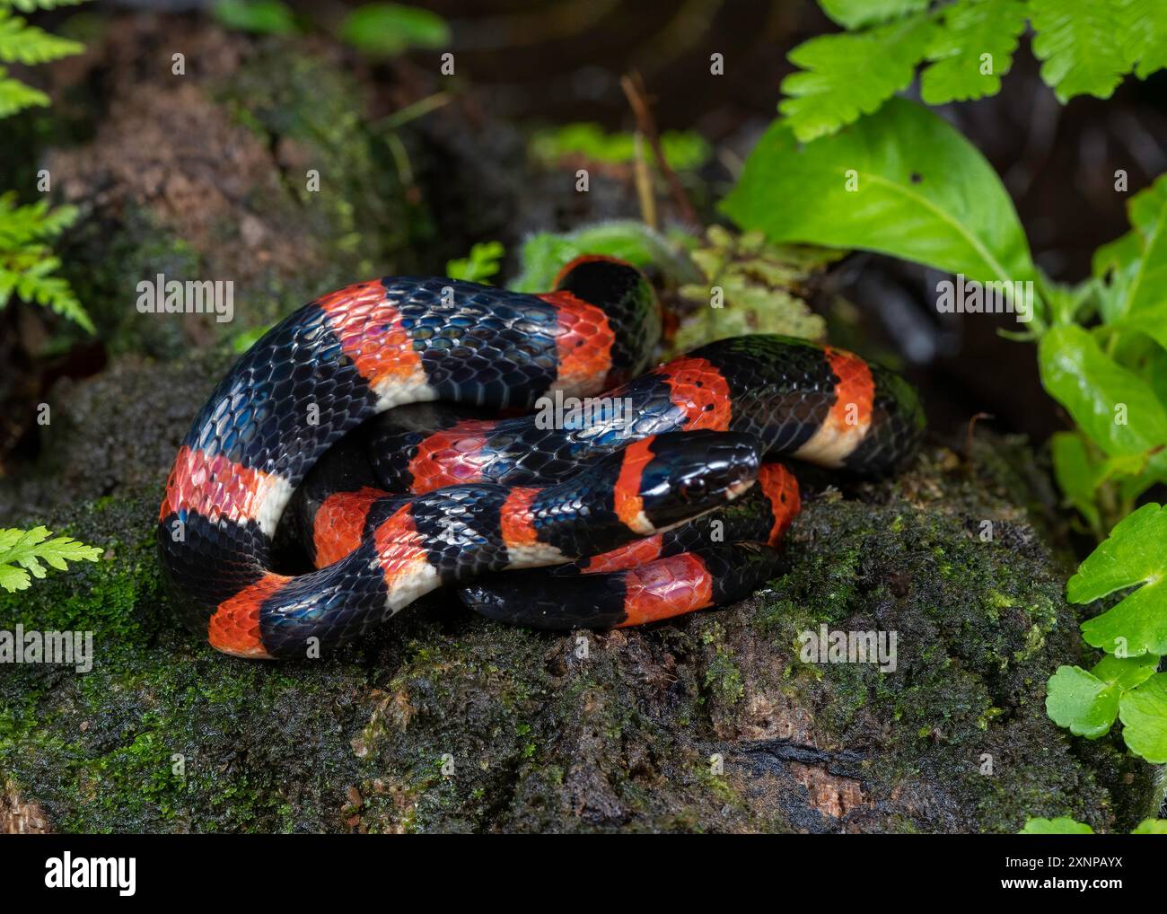 Black Holloween Glass Snake (Pliocercus euryzonus), commonly known as ...