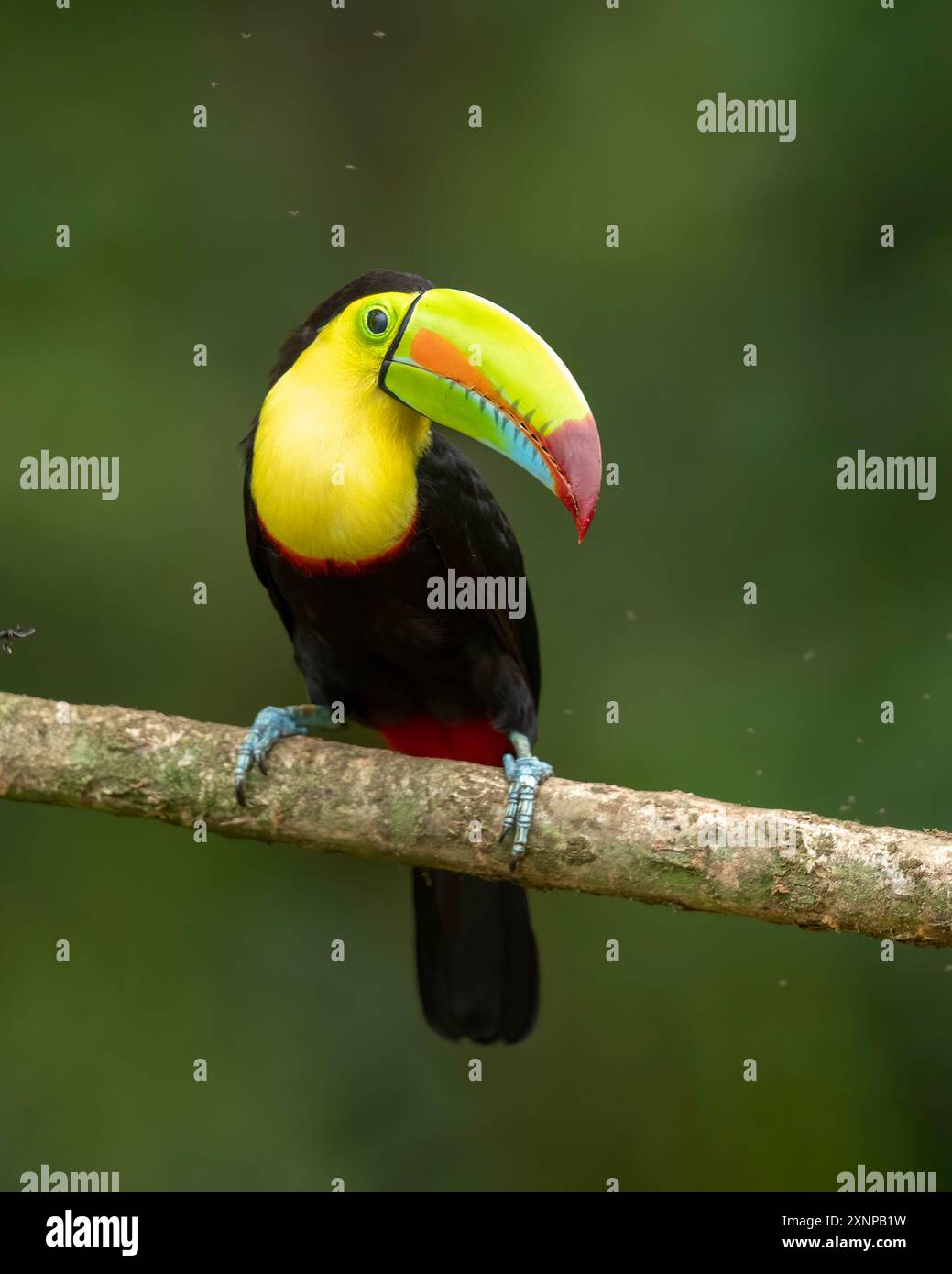 The keel-billed toucan (Ramphastos sulfuratus), also known as sulfur ...