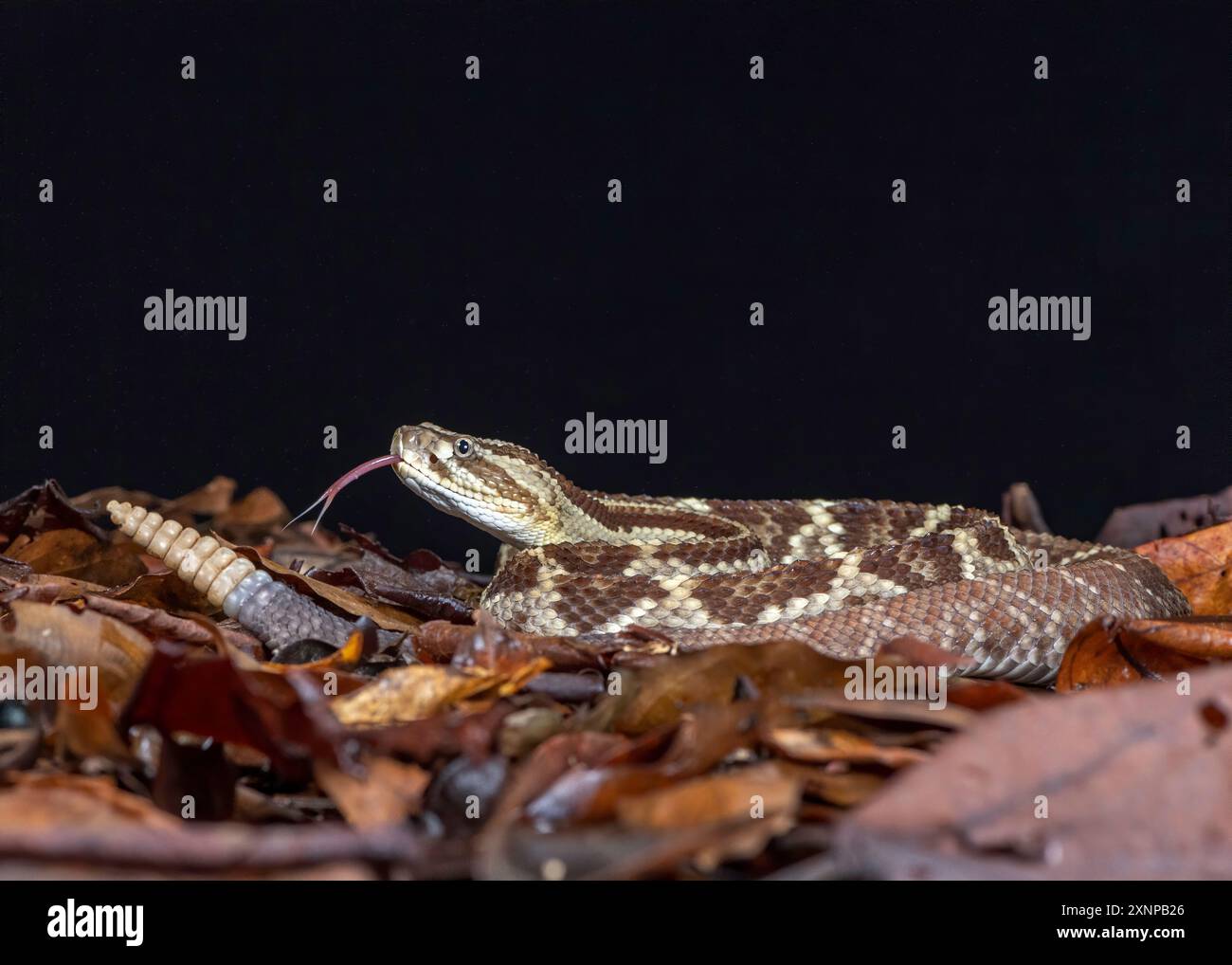 Venomous snake fangs hi-res stock photography and images - Alamy