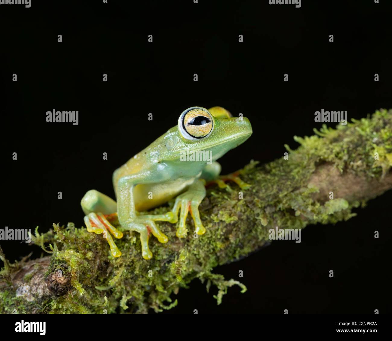 Lowland tropical rainforest costa rica hi-res stock photography and ...