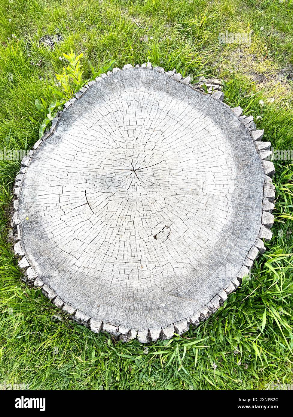 Tree stump and feature hi-res stock photography and images - Alamy