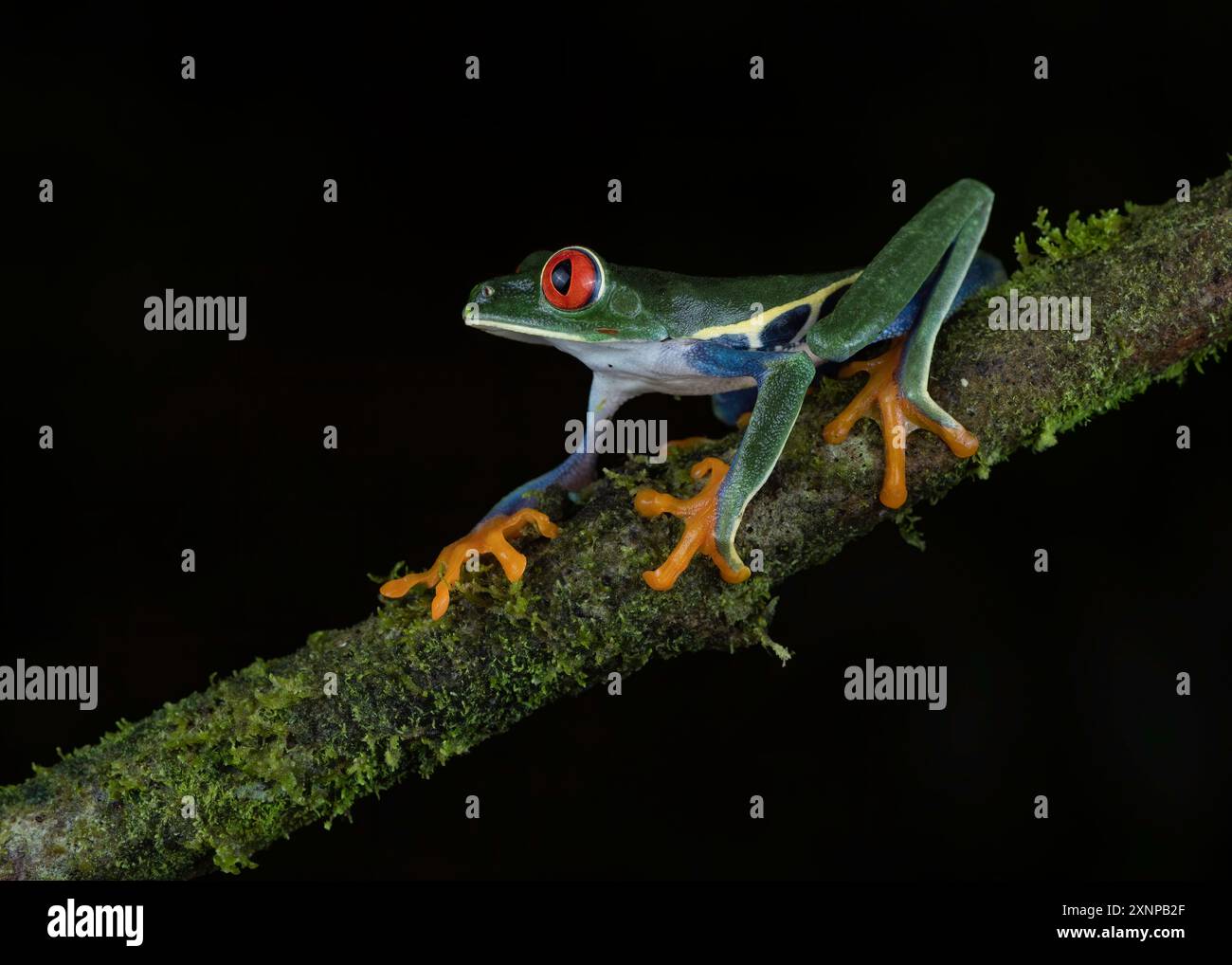 The red-eyed tree frog is a species of frog (Agalychnis callidryas) in ...