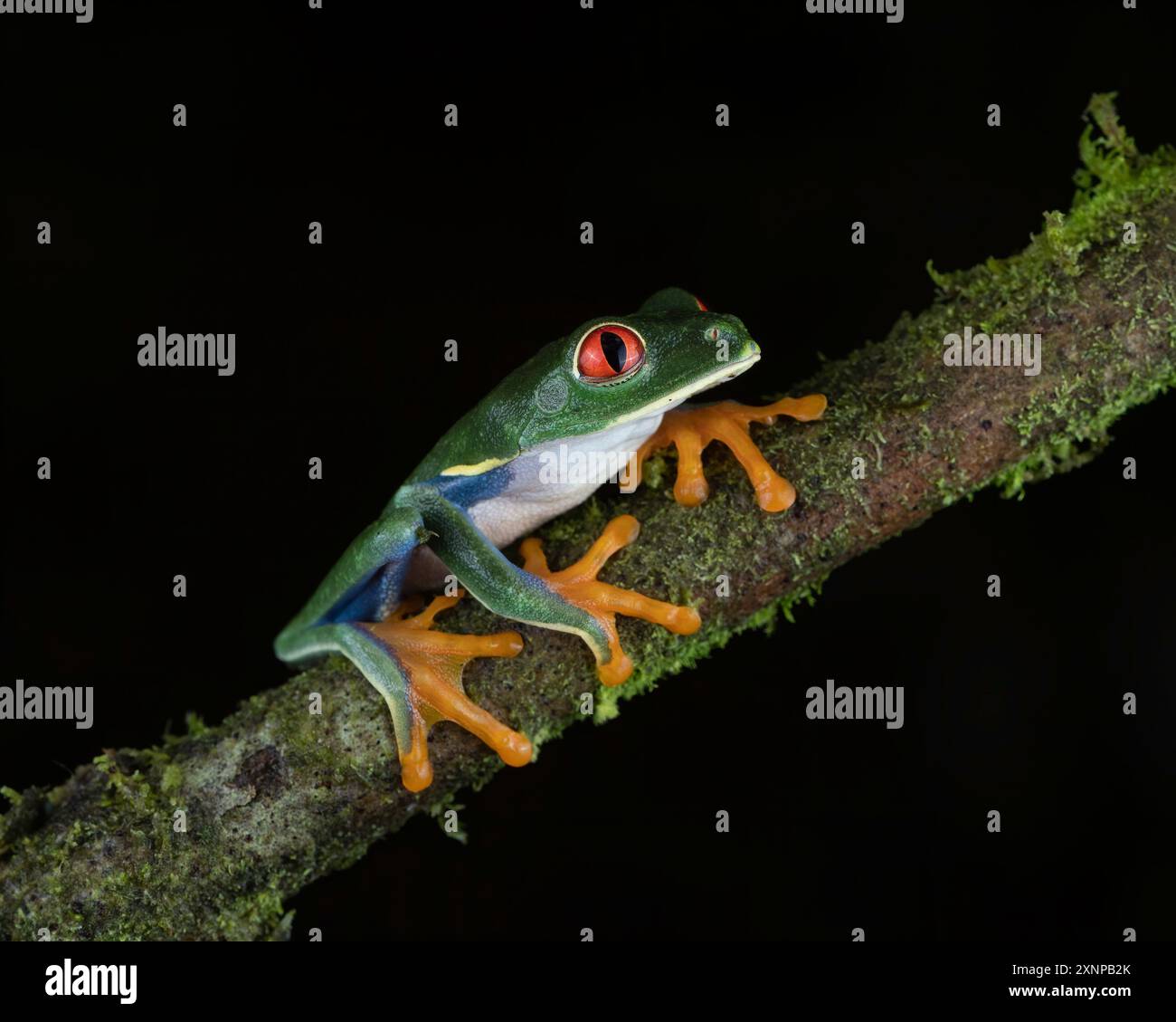 The red-eyed tree frog is a species of frog (Agalychnis callidryas) in ...