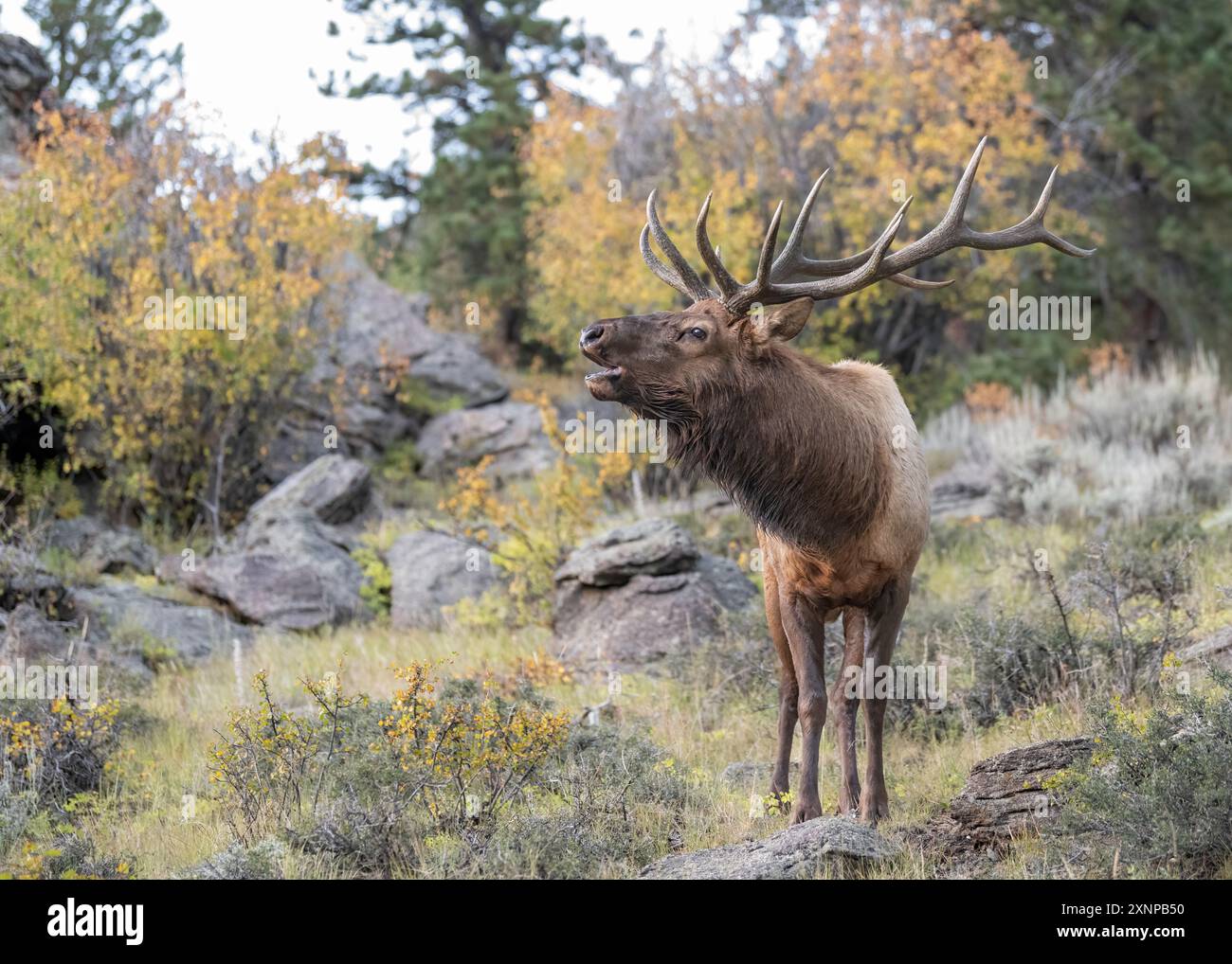 Rocky Mountain Bull Elk (Cervus canadensis) during full rut, Rocky ...