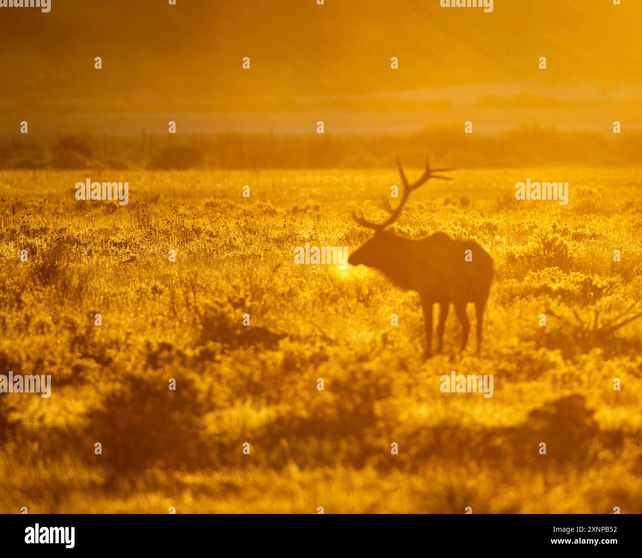 Rocky Mountain Bull Elk (Cervus canadensis) during full rut, Rocky ...