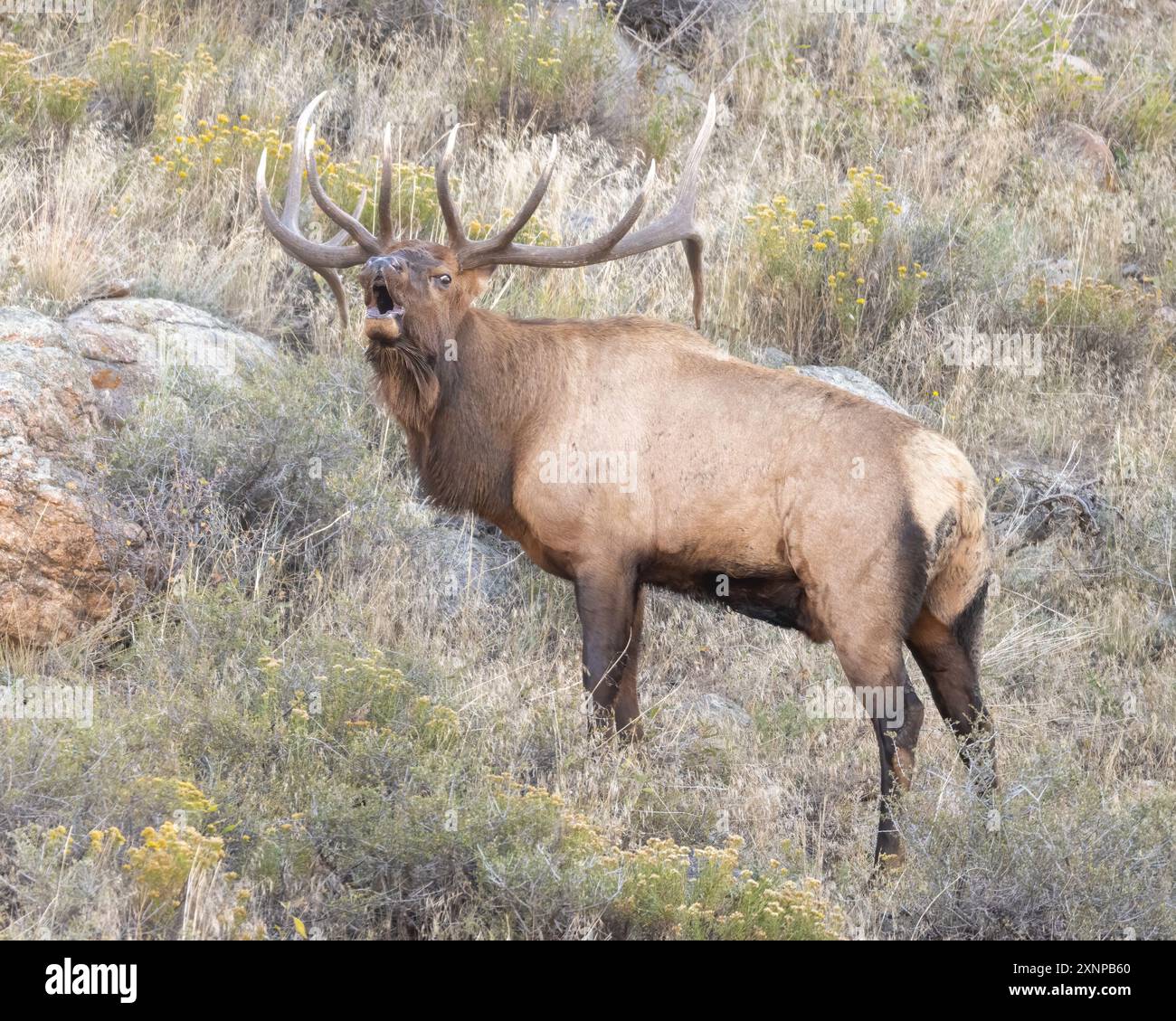 Rocky Mountain Bull Elk (Cervus canadensis) during full rut, Rocky ...