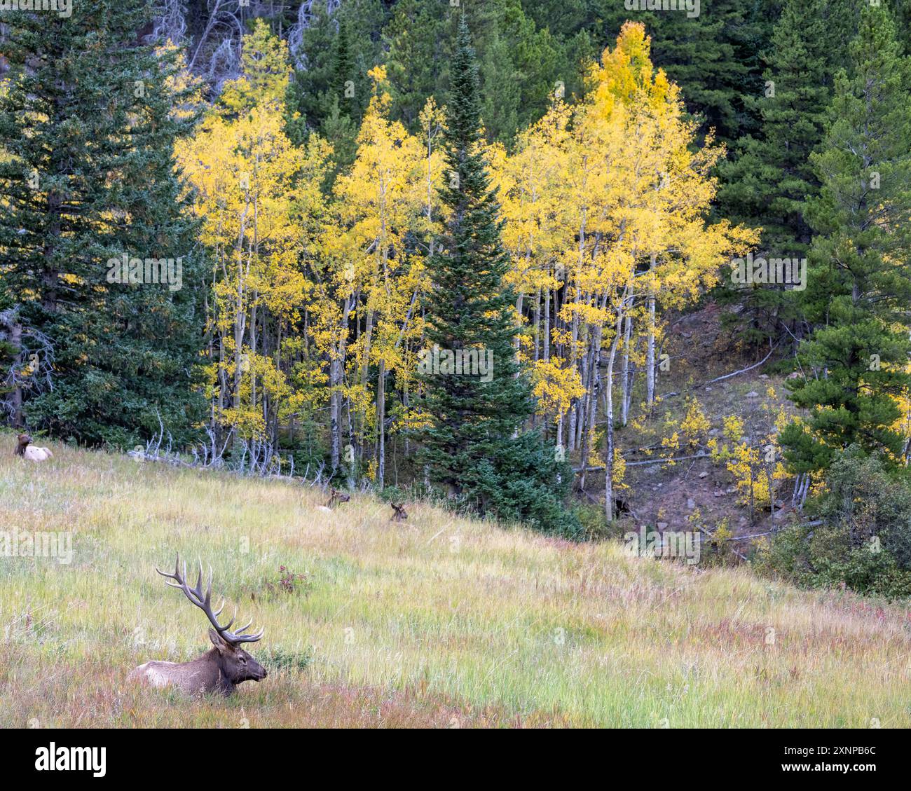 Rocky Mountain Bull Elk (Cervus canadensis) during full rut, Rocky ...