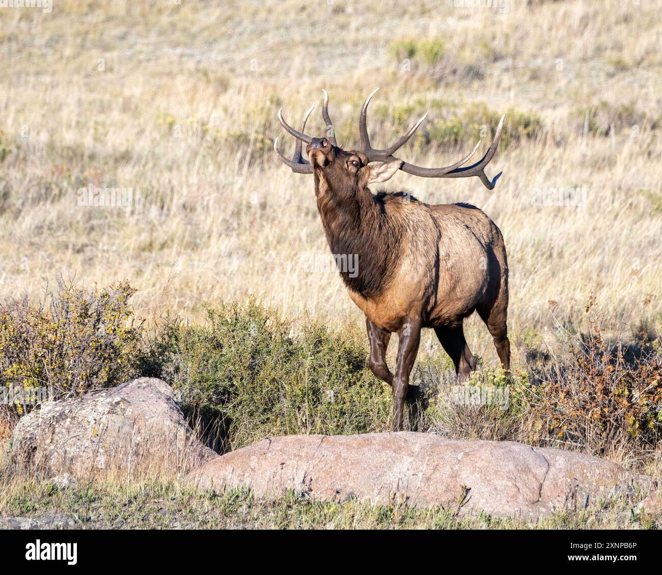 Rocky Mountain Bull Elk (Cervus canadensis) during full rut, Rocky ...