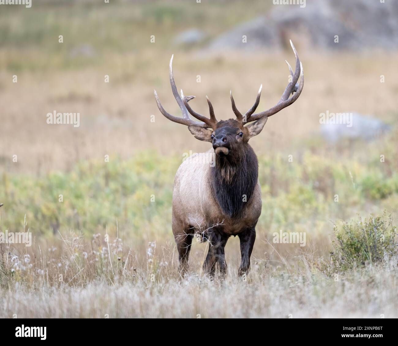 Rocky Mountain Bull Elk (Cervus canadensis) during full rut, Rocky ...